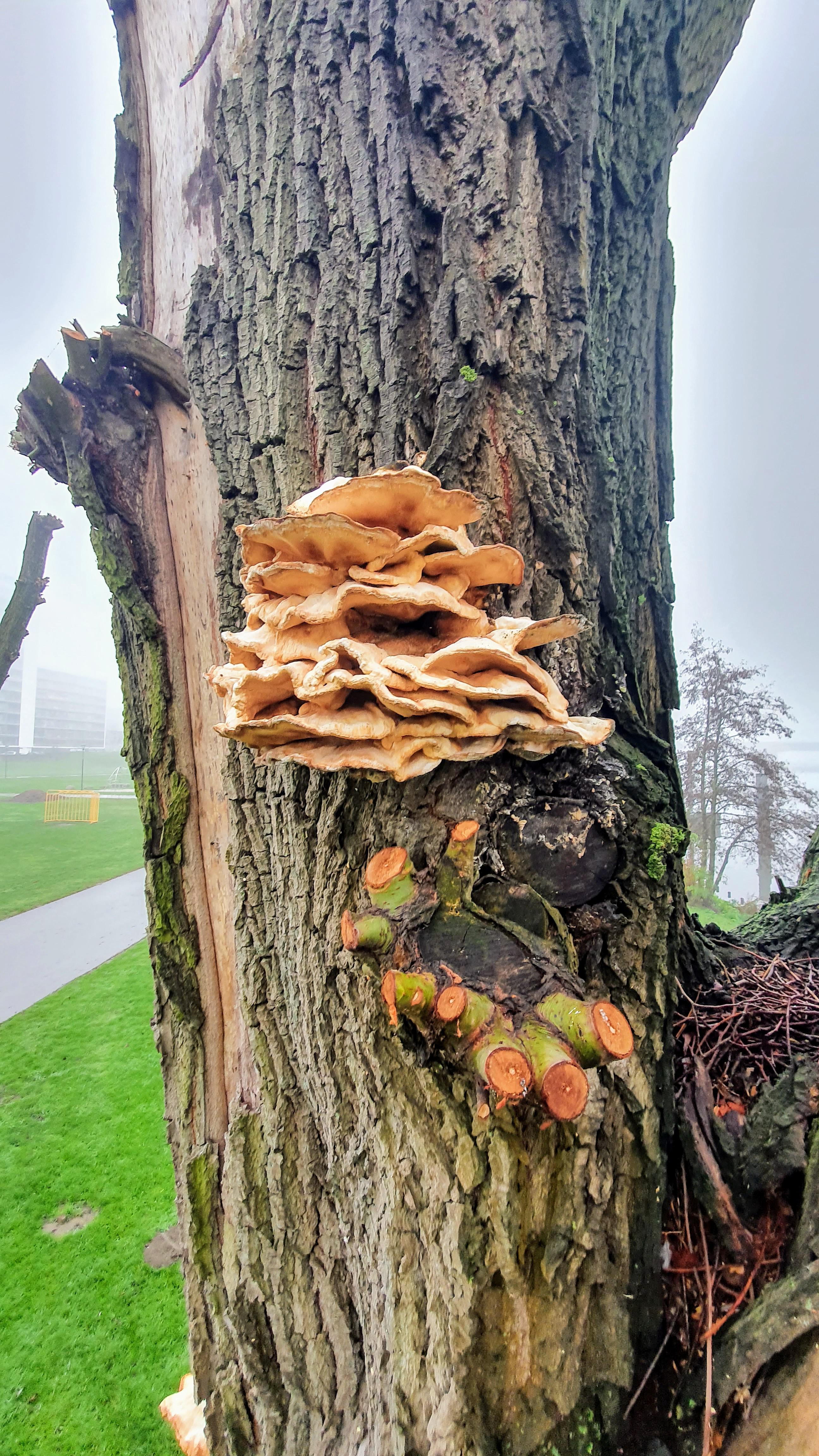 Mushroom tree | Scrolller