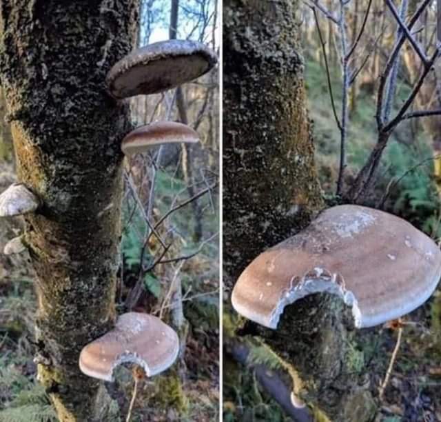 Mushroom | Scrolller