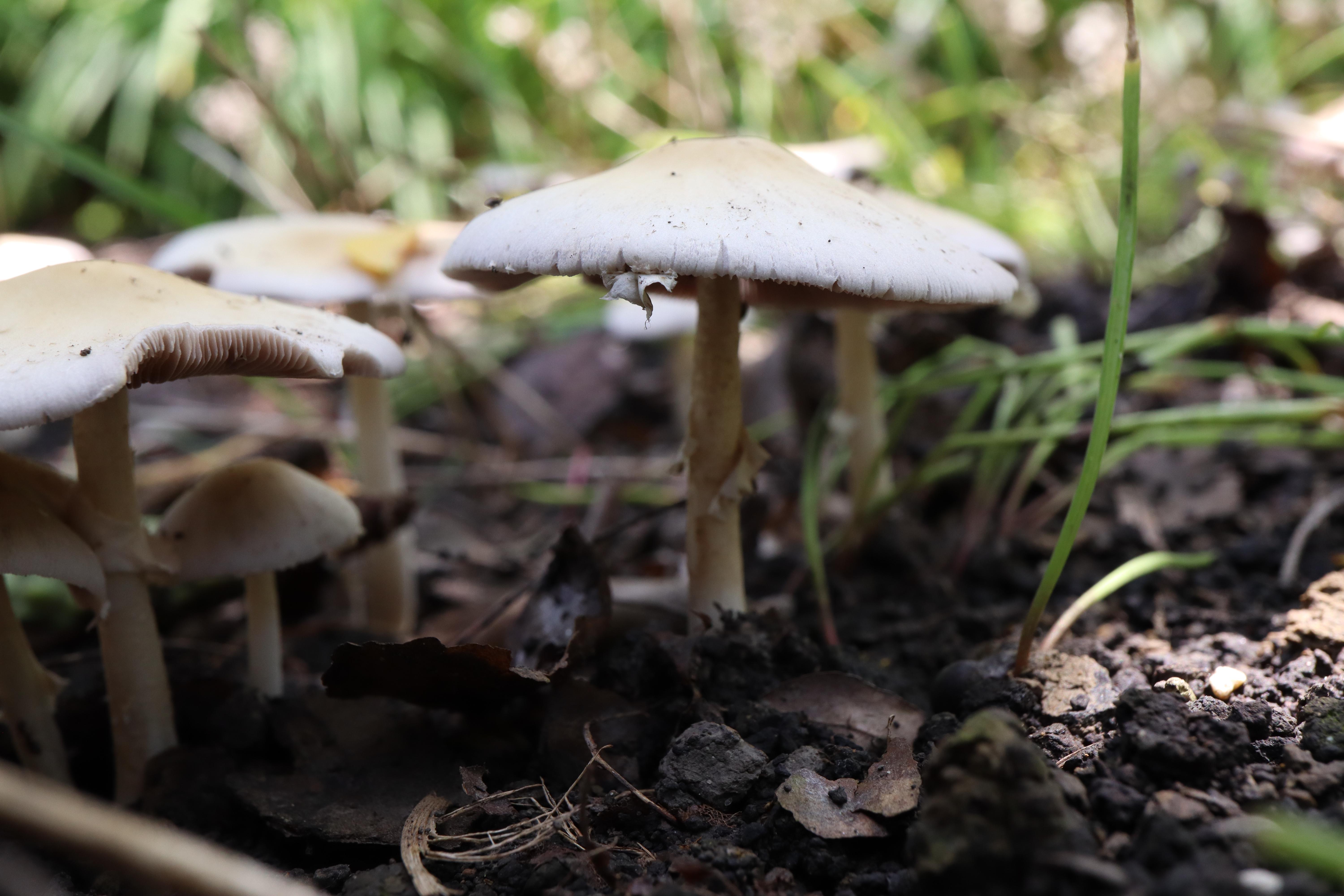 Mushrooms | Scrolller