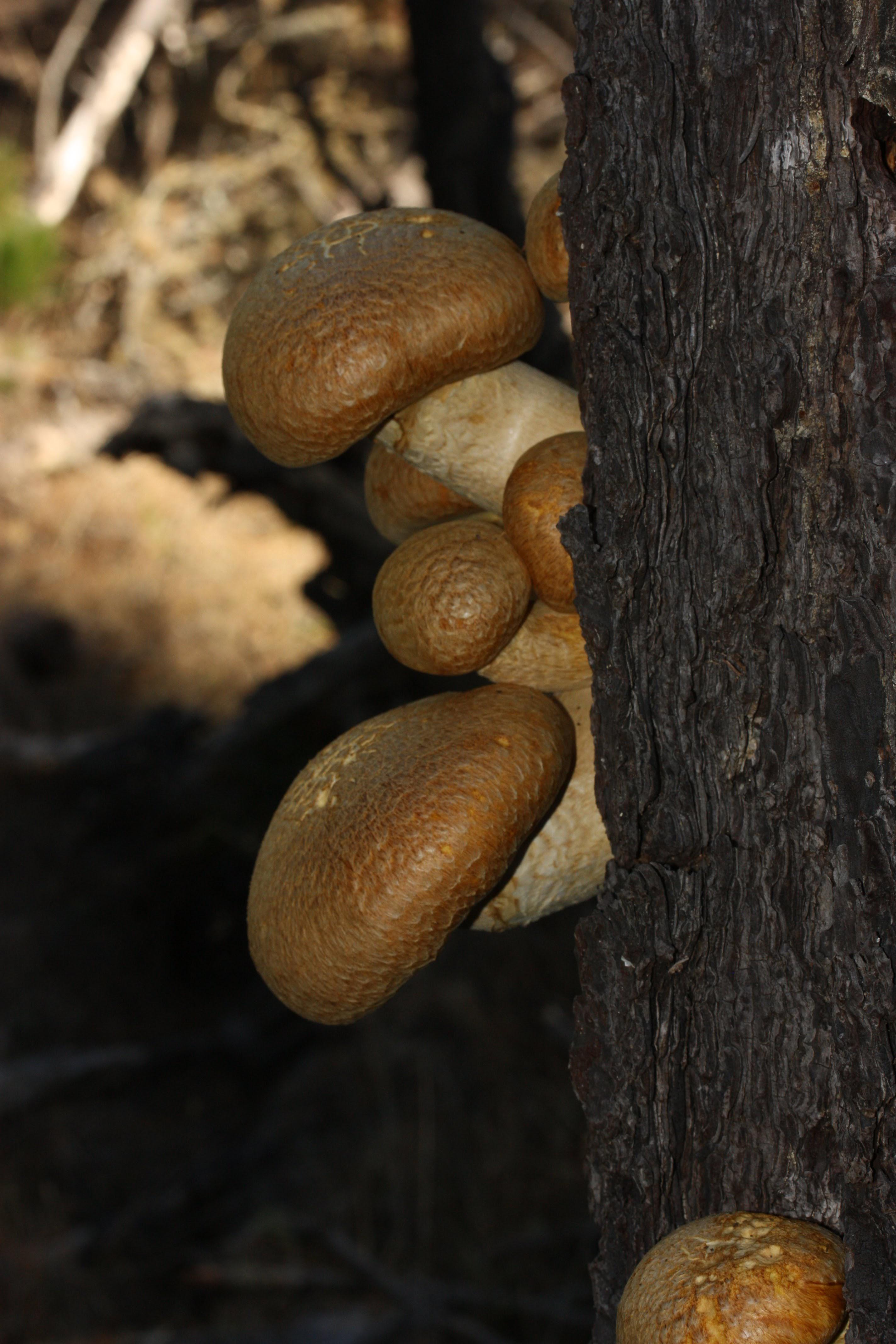 Mushrooms growing from a pine trunk near Cambria, California [oc] | Scrolller