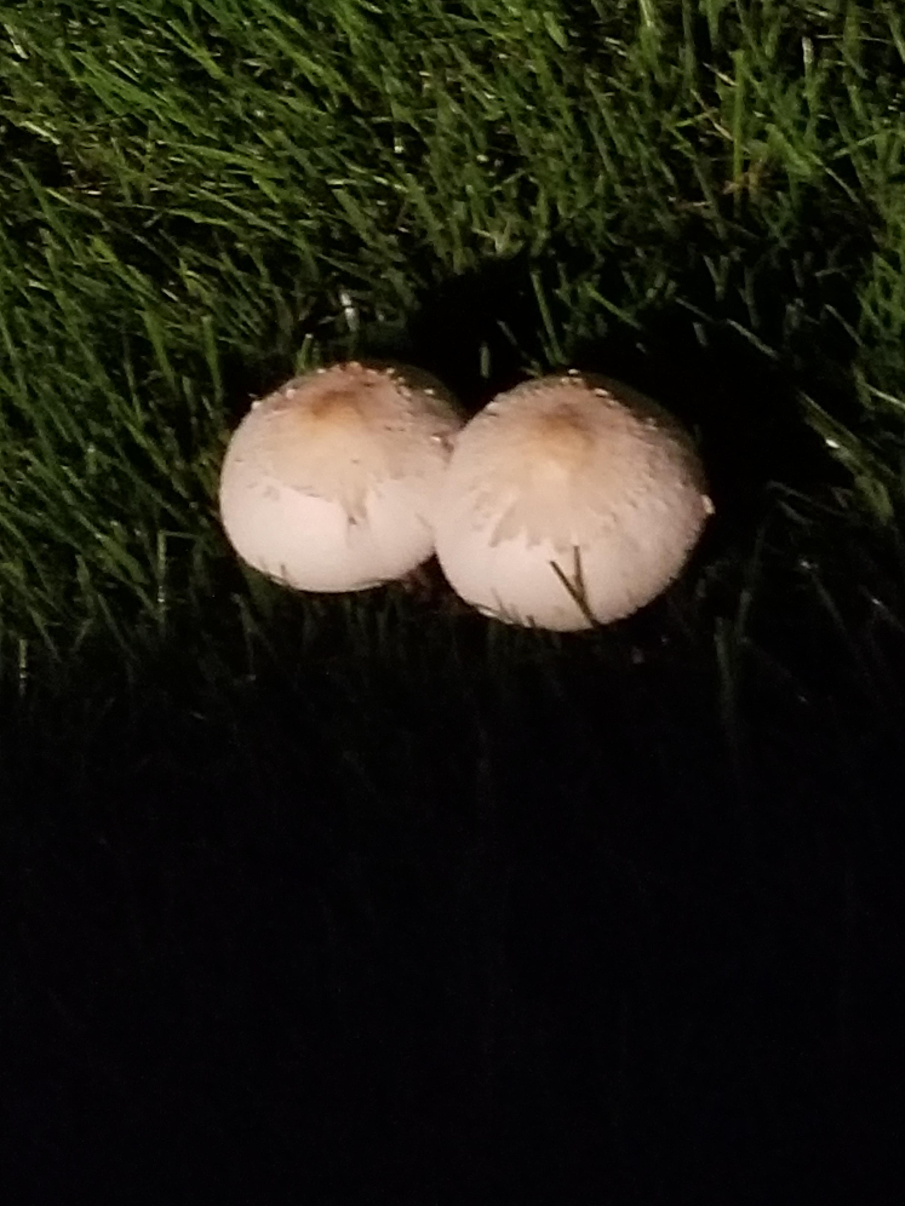 Mushrooms in my backyard. | Scrolller