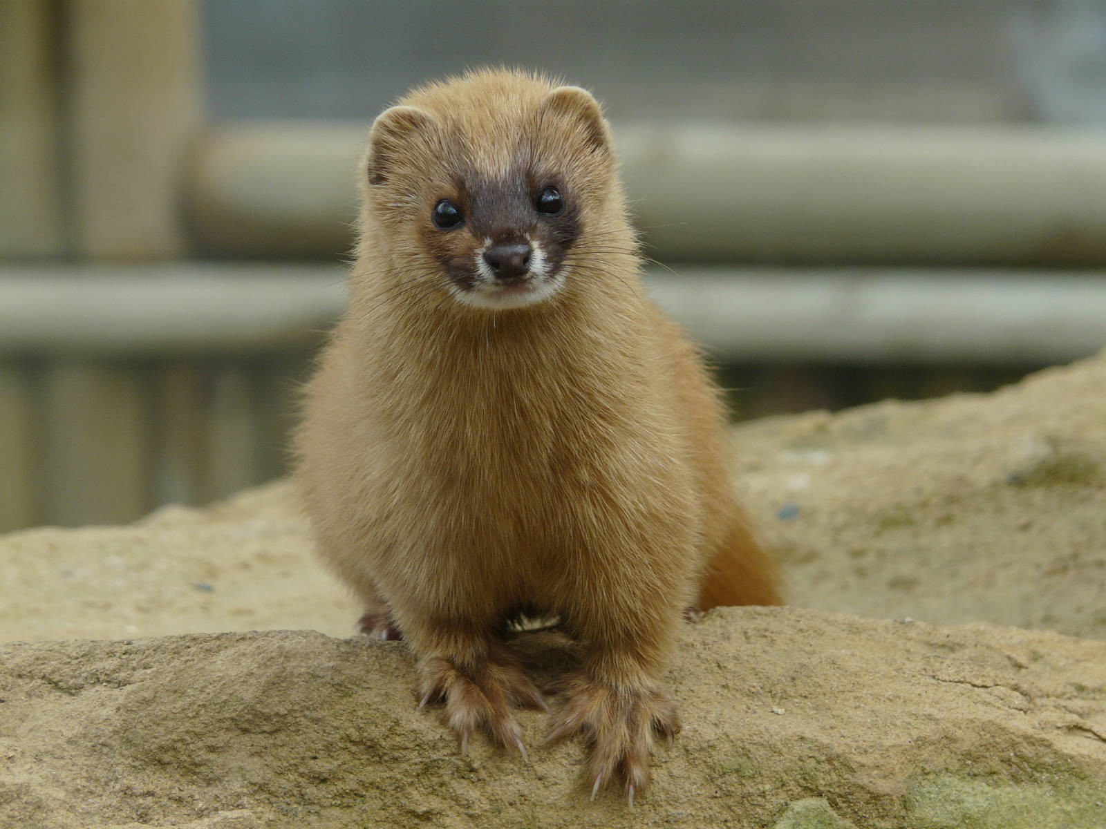 Mustelids you probably don't know #9: The Siberian Weasel | Scrolller
