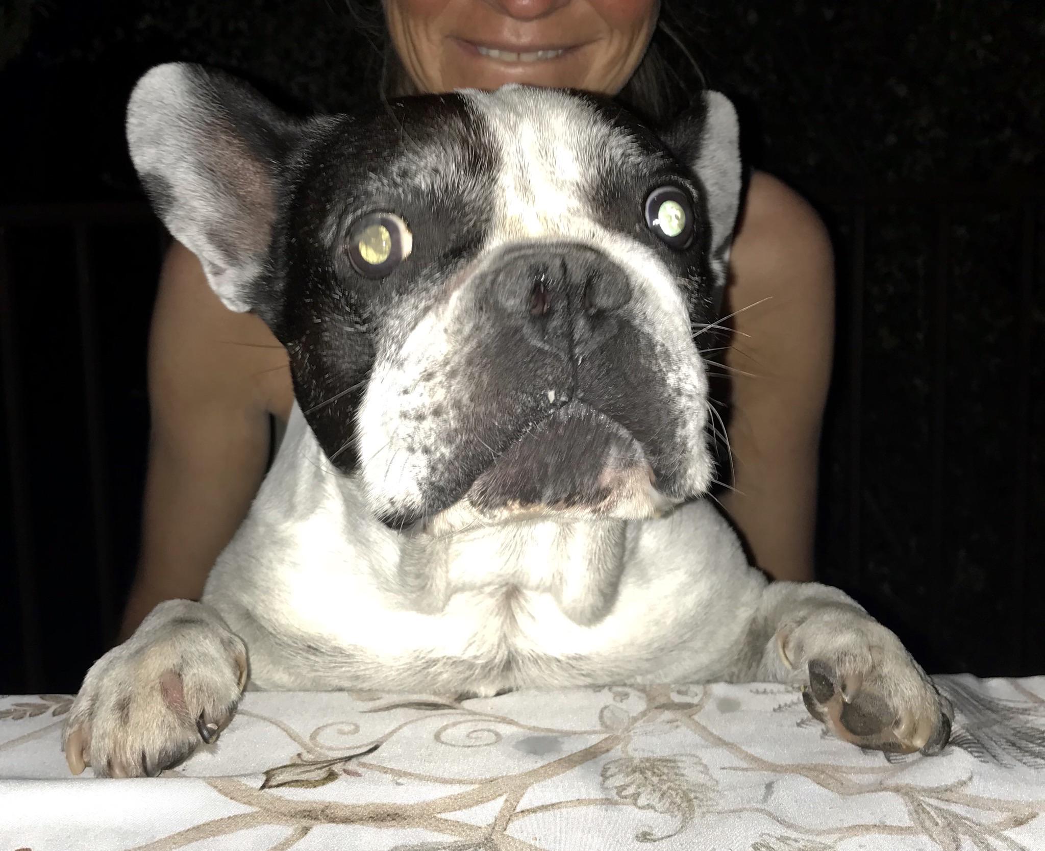 Muxu ! The frenchie !! | Scrolller