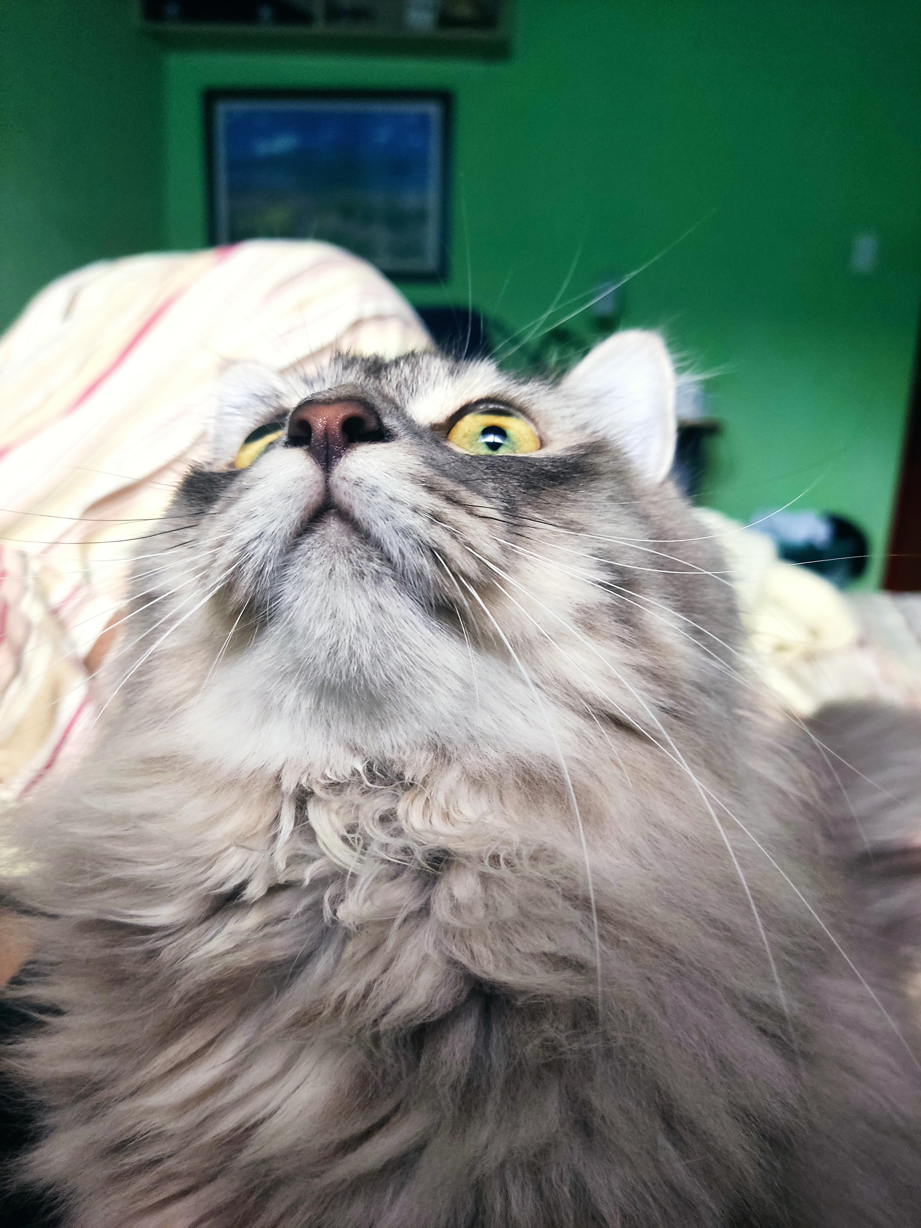 Muzzle b0i | Scrolller