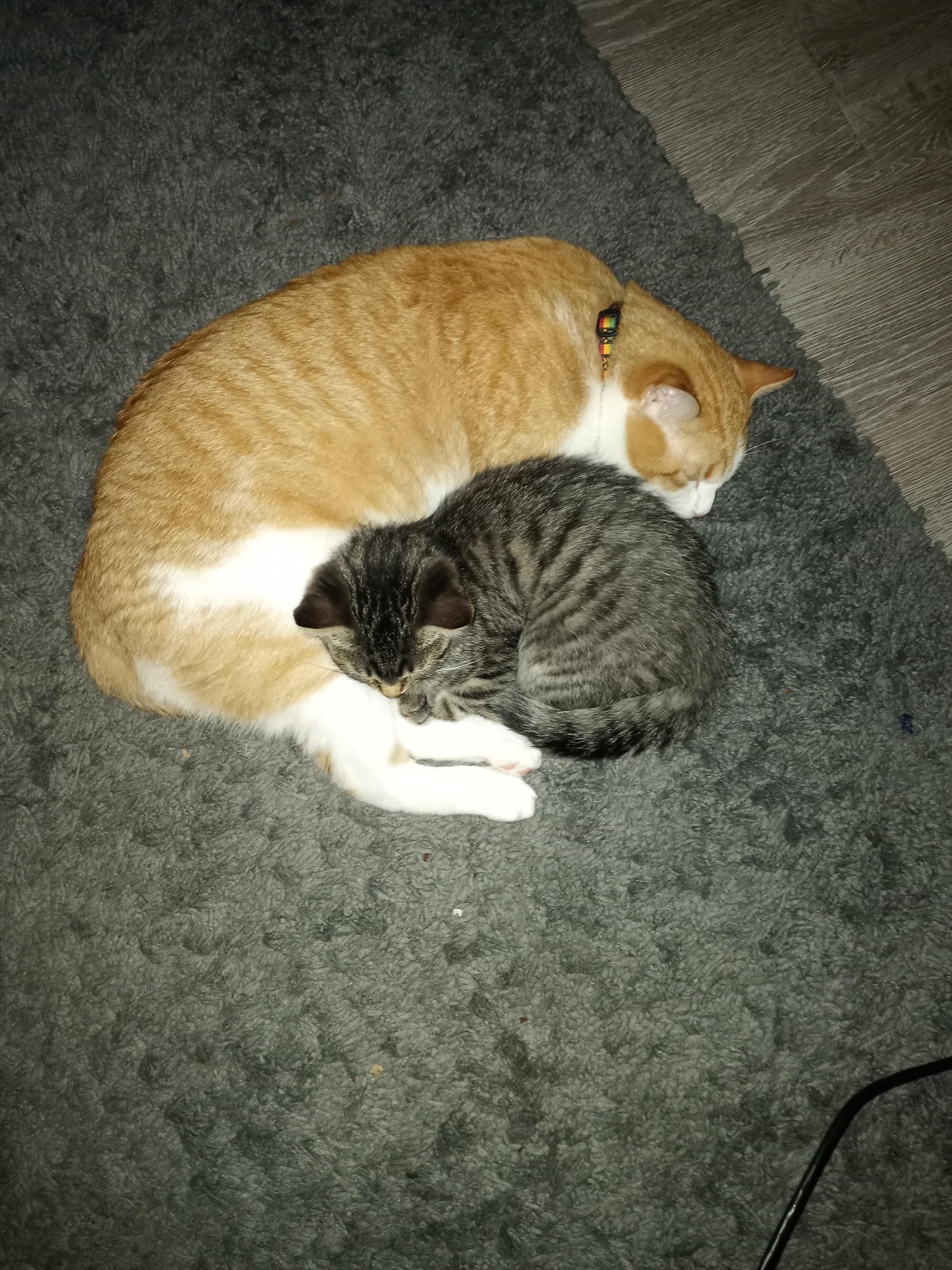 My 2 cats. Cuddling in the night | Scrolller