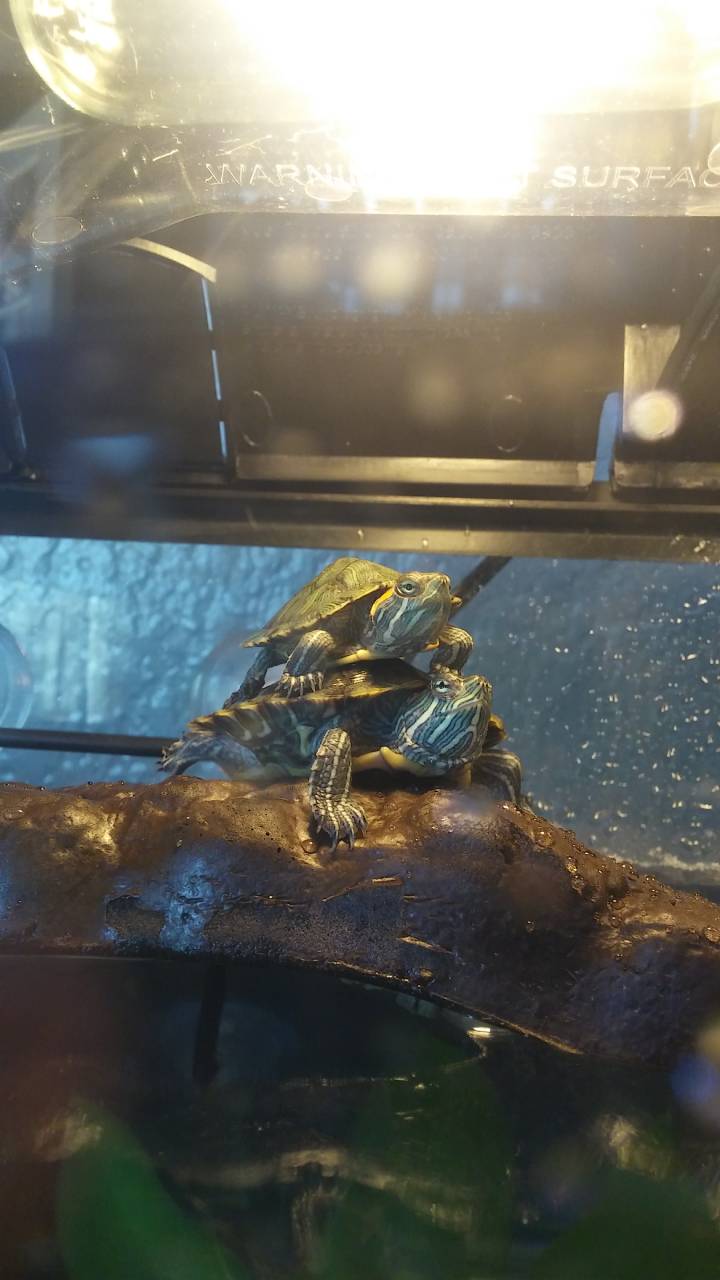 my 2 red eared sliders | Scrolller