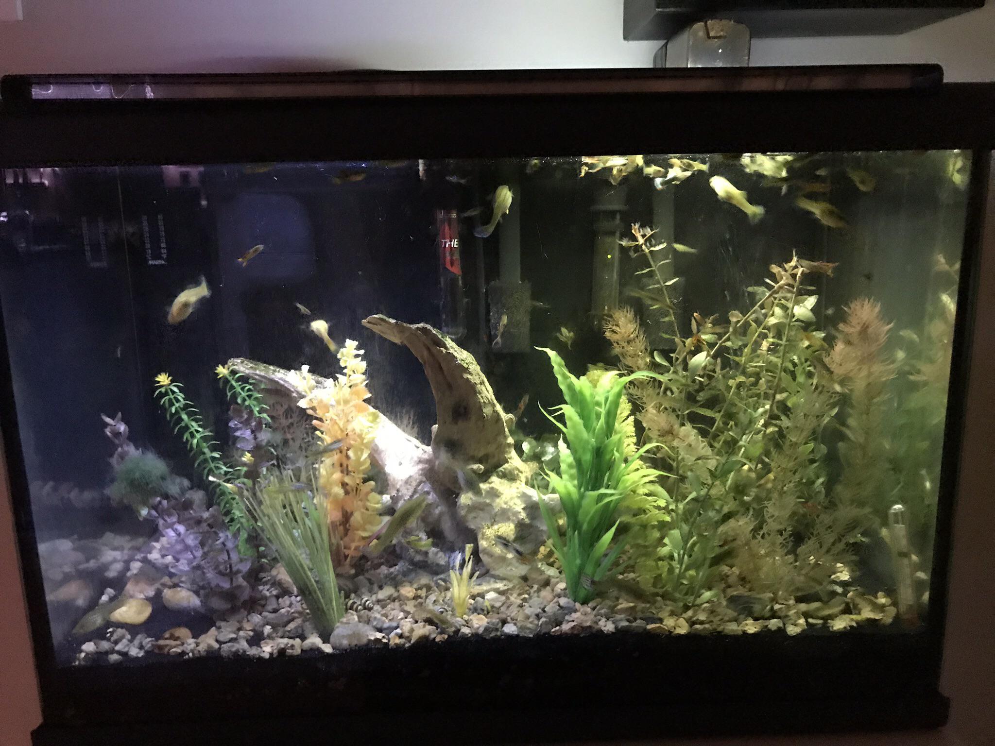 My 20 gal with multiple generations after years from 7 original guppies | Scrolller