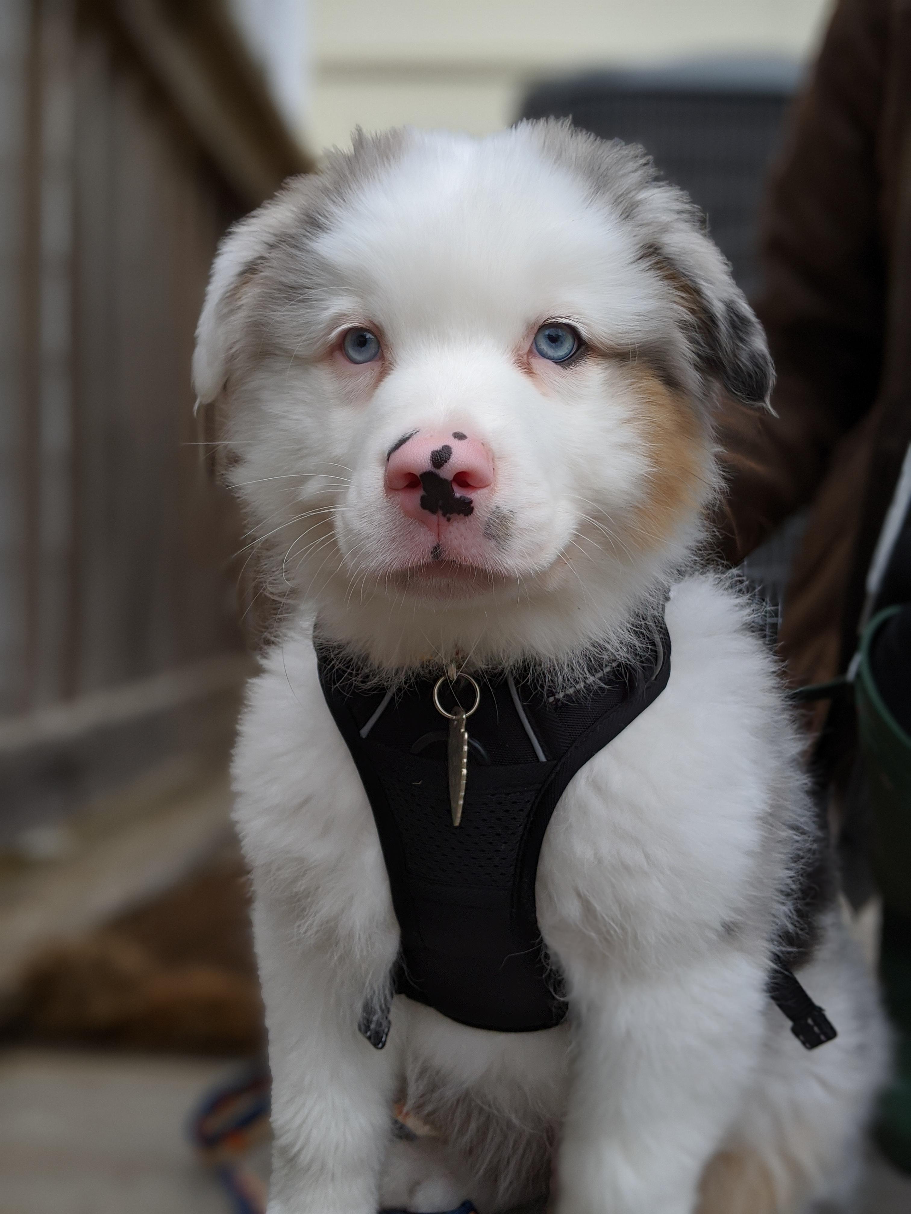 My 4mo old wiggle butt, Arrow! | Scrolller