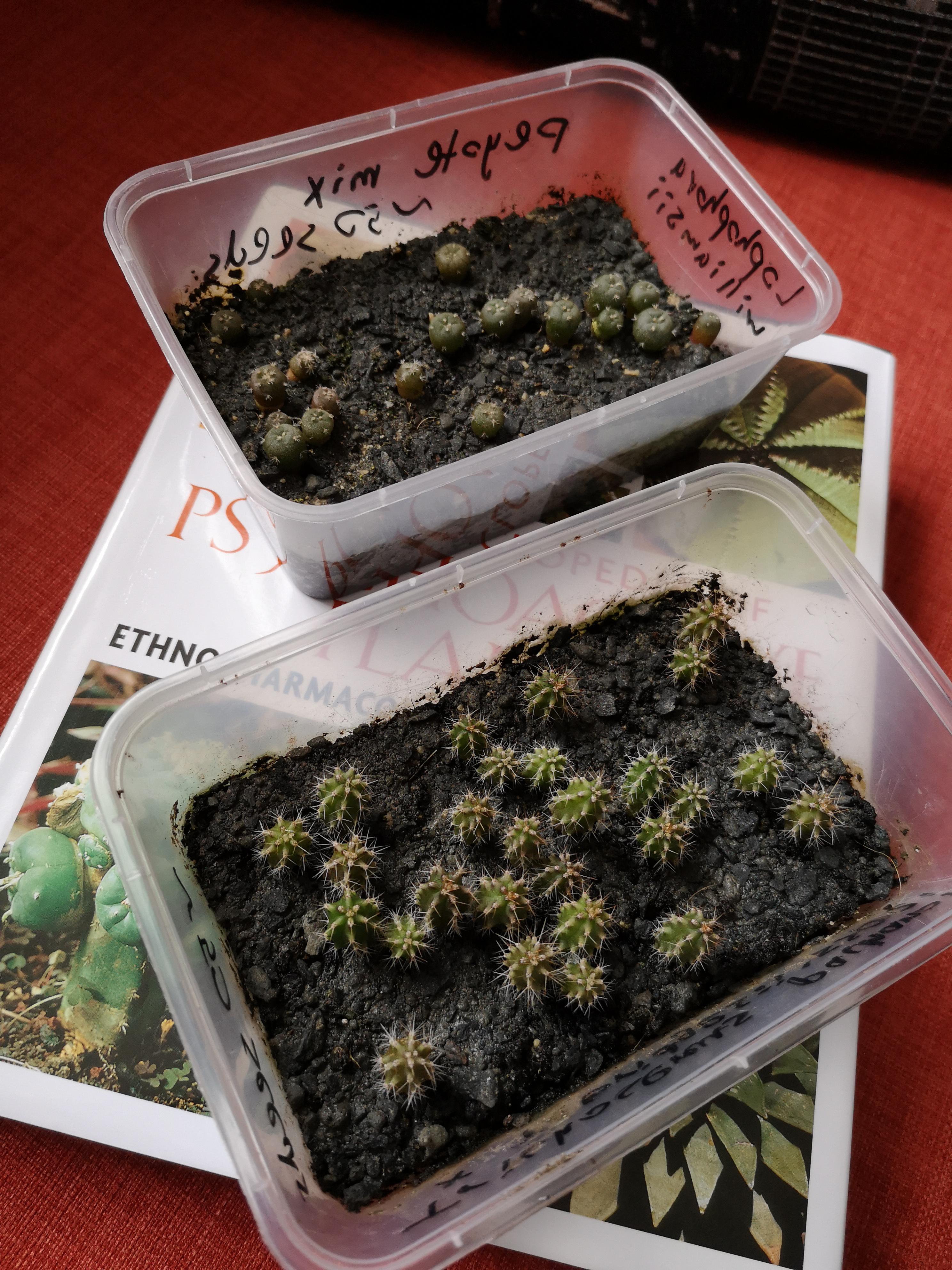 My 5 month seedlings | Scrolller