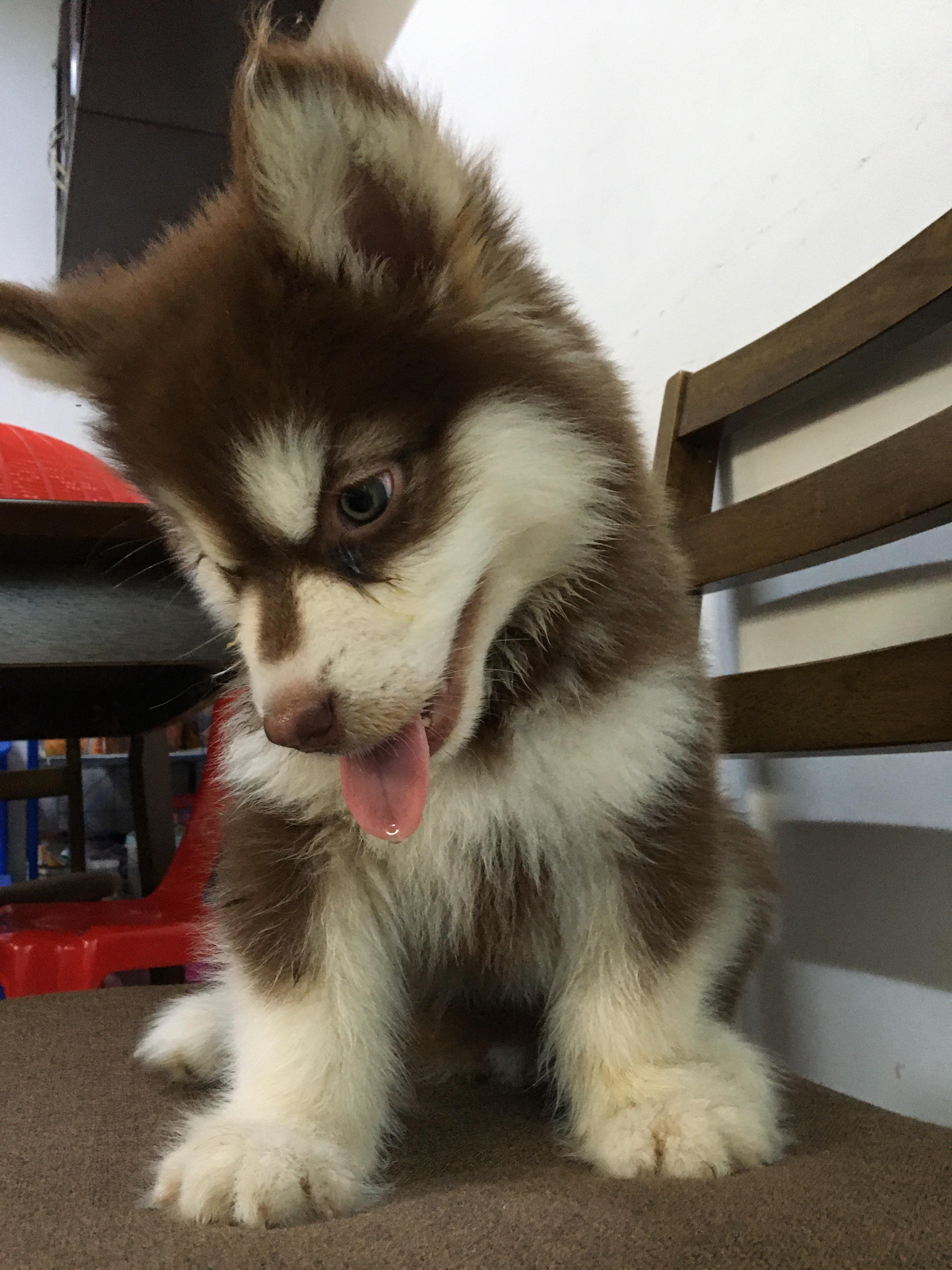 My 60days old Alaskan | Scrolller