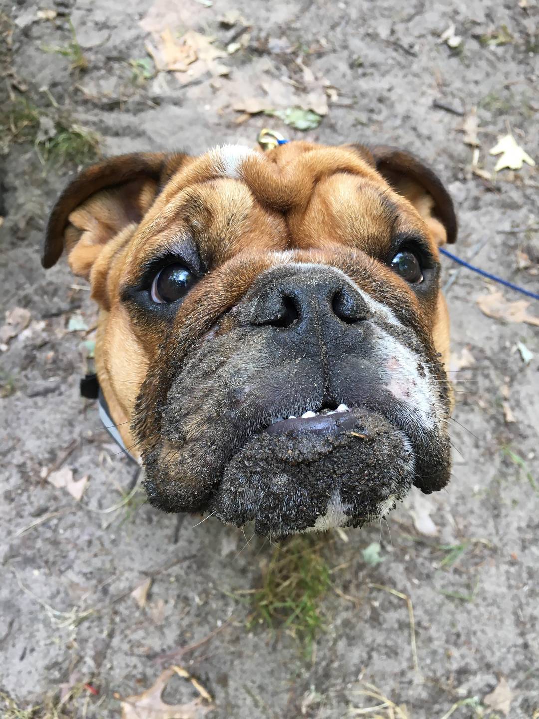 My 7 month old girl, Ruby! Her fav camping snack is dirt if you can’t tell! | Scrolller