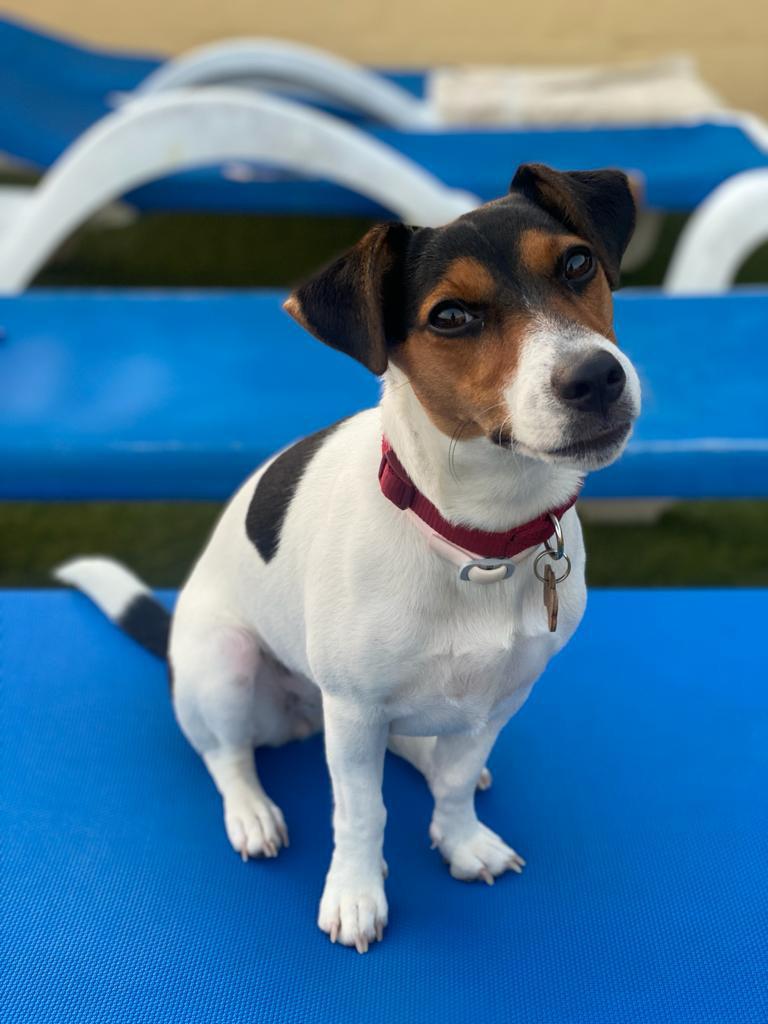 My 8 month Jack/Fox mix, Blu! We've been together six months and she's ...