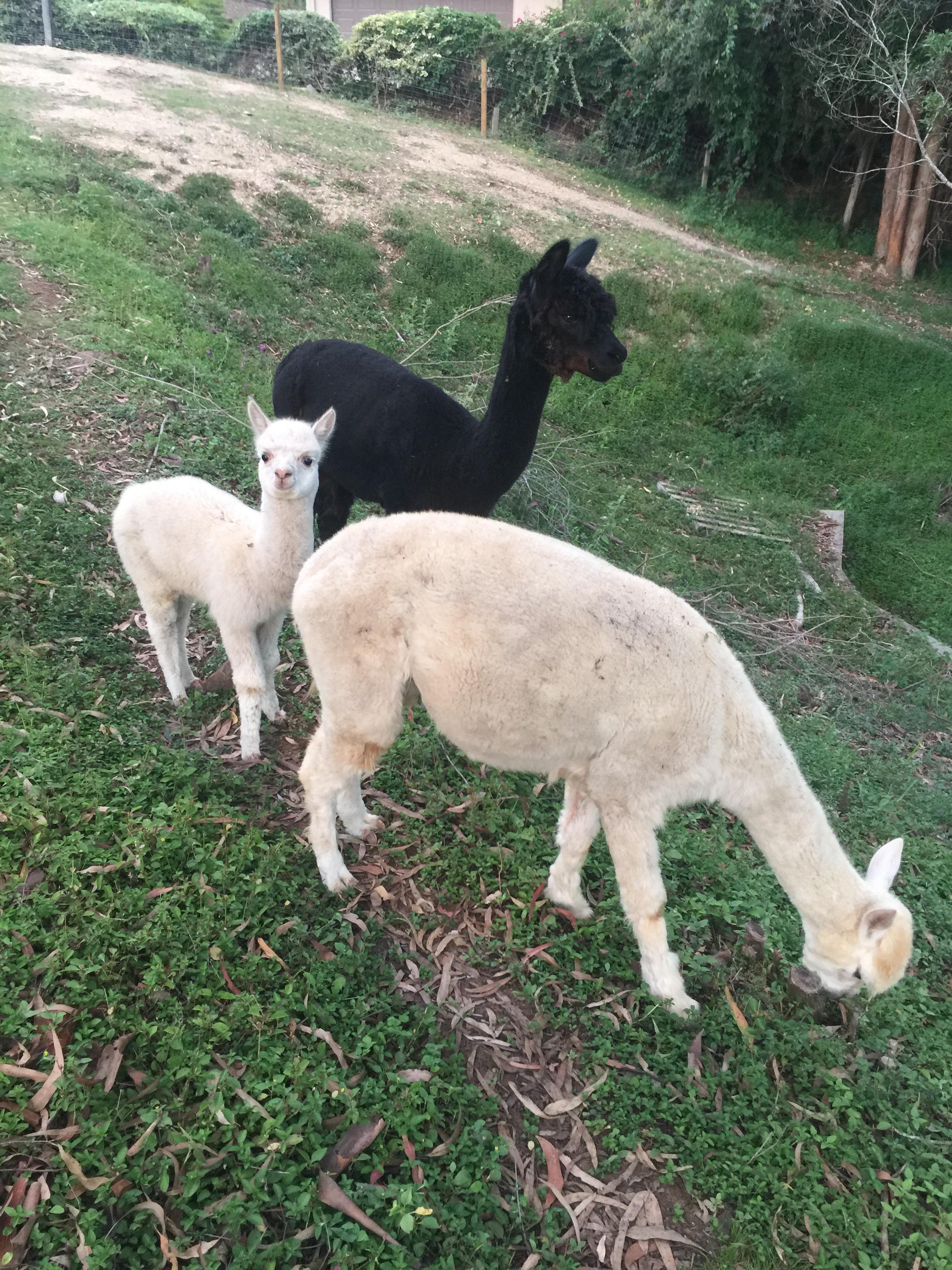My Alpacas Thunder and his parents Thor and Moon | Scrolller