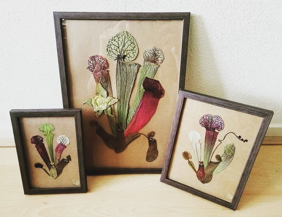 My artworks with pressed carnivorous plants ☺️ | Scrolller