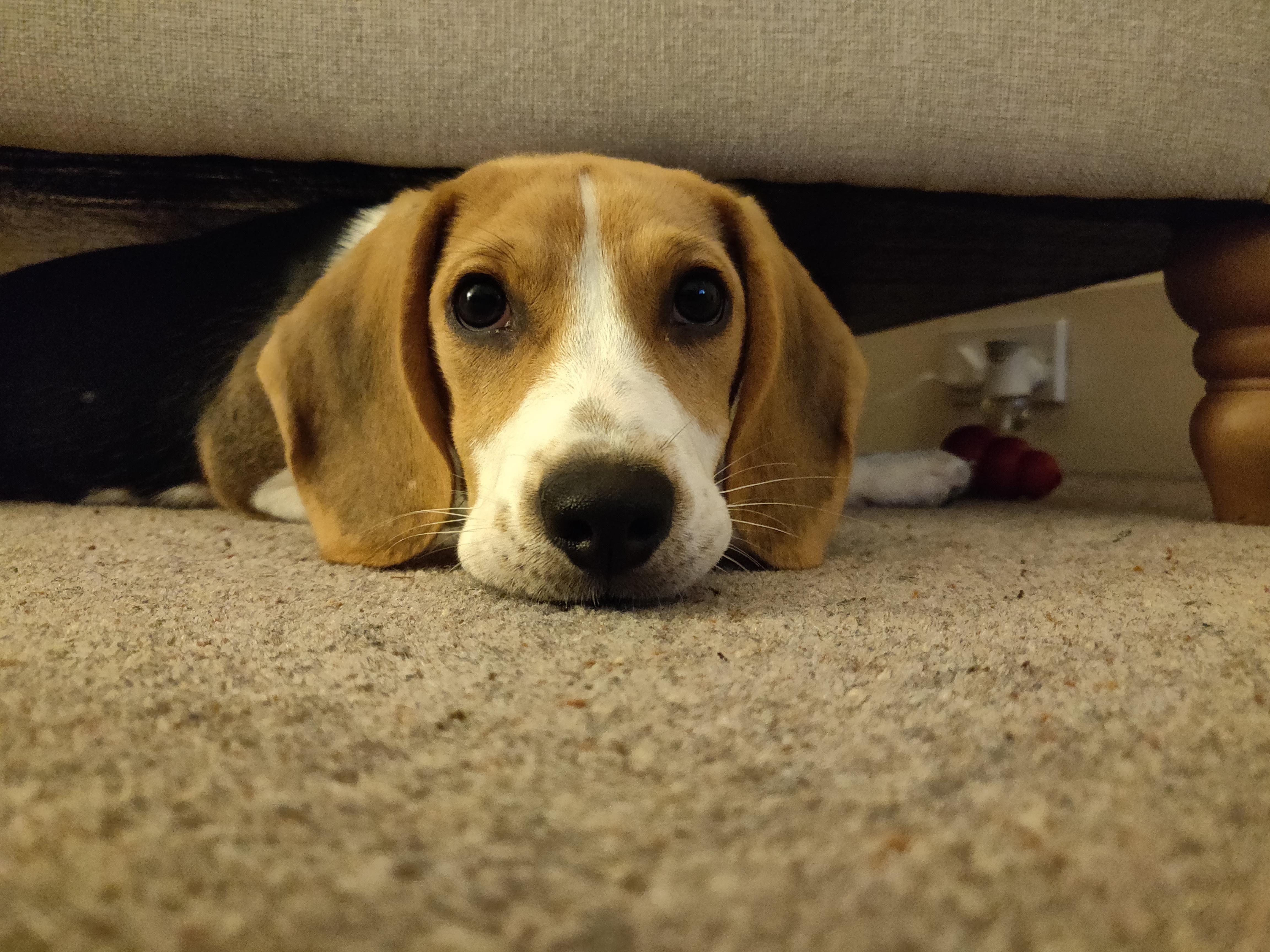 My baby Beag, Maple ️ | Scrolller