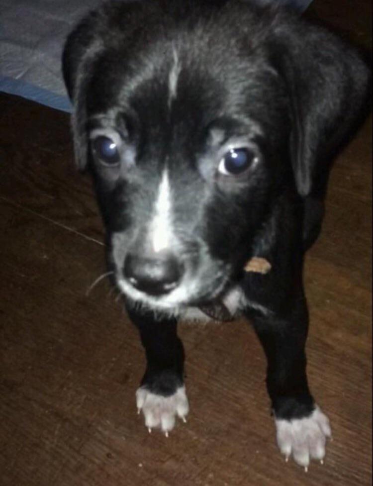 My baby boy Buster when we first got him. First ever reddit post! | Scrolller