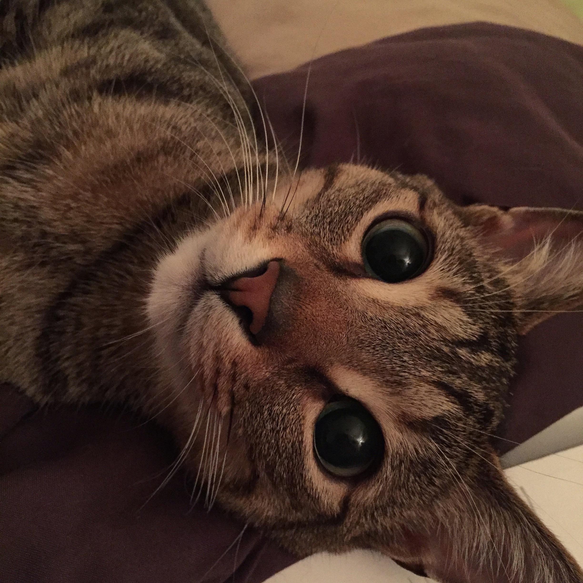 My baby Chester | Scrolller