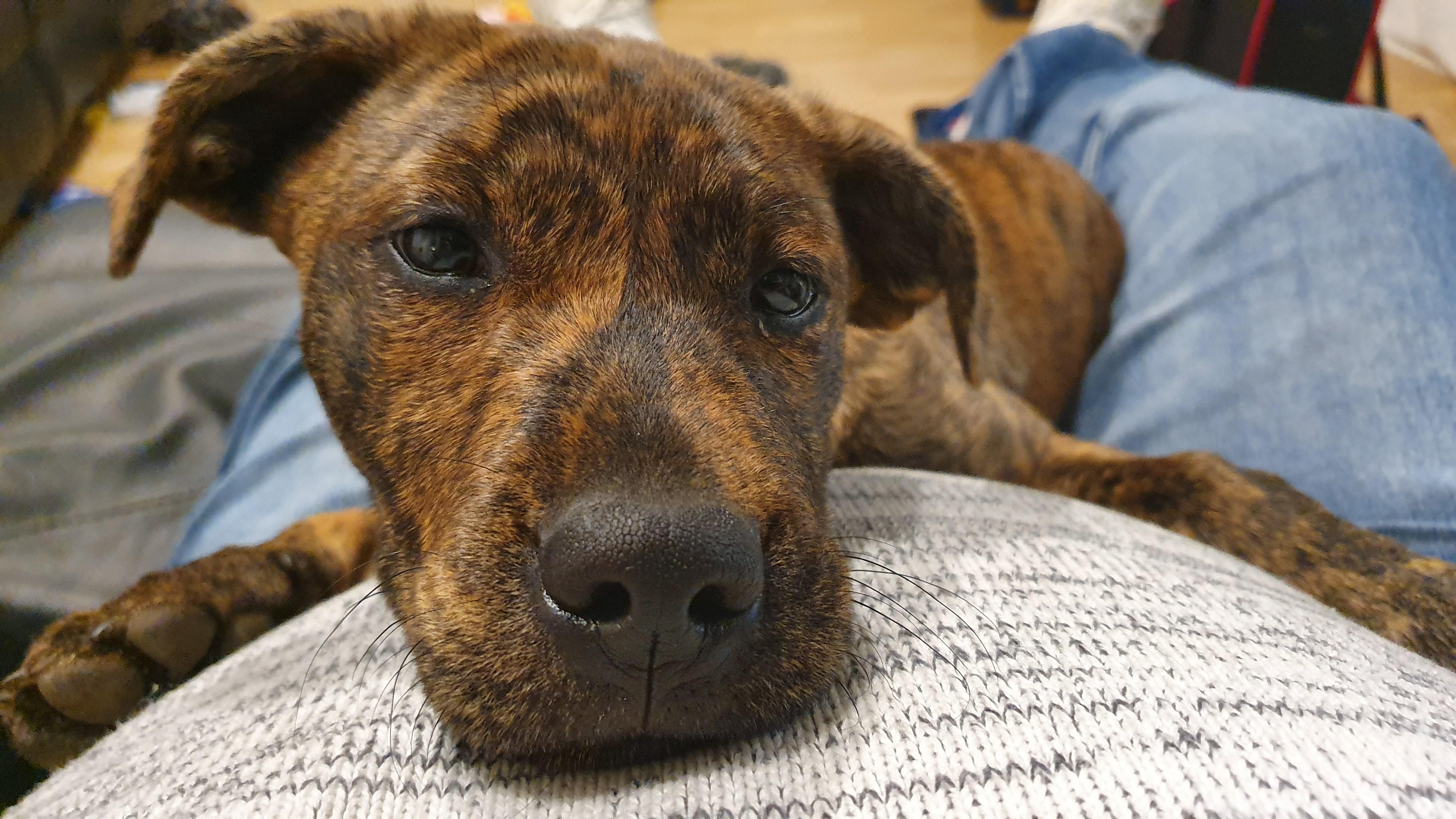 My baby Cocoa - Staffy x Pitbull | Scrolller