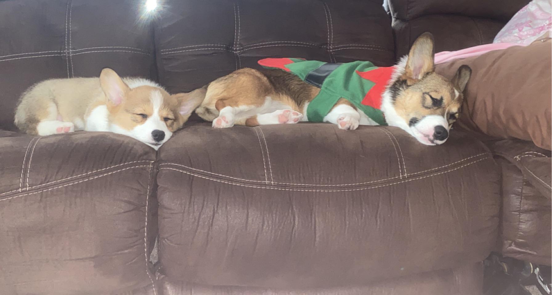 My baby corgis ️ | Scrolller