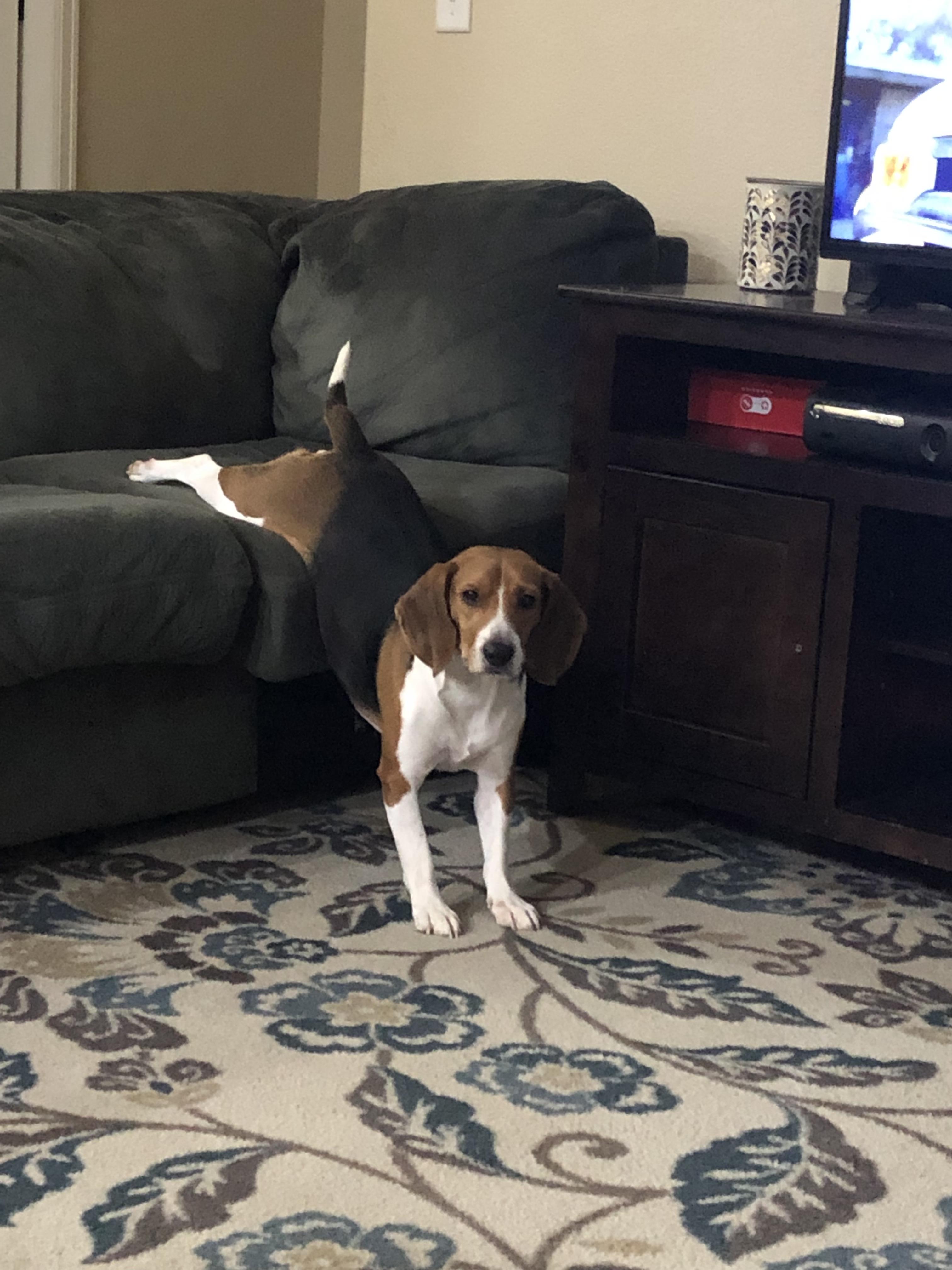 My beagle always stands like this. 🤪 | Scrolller