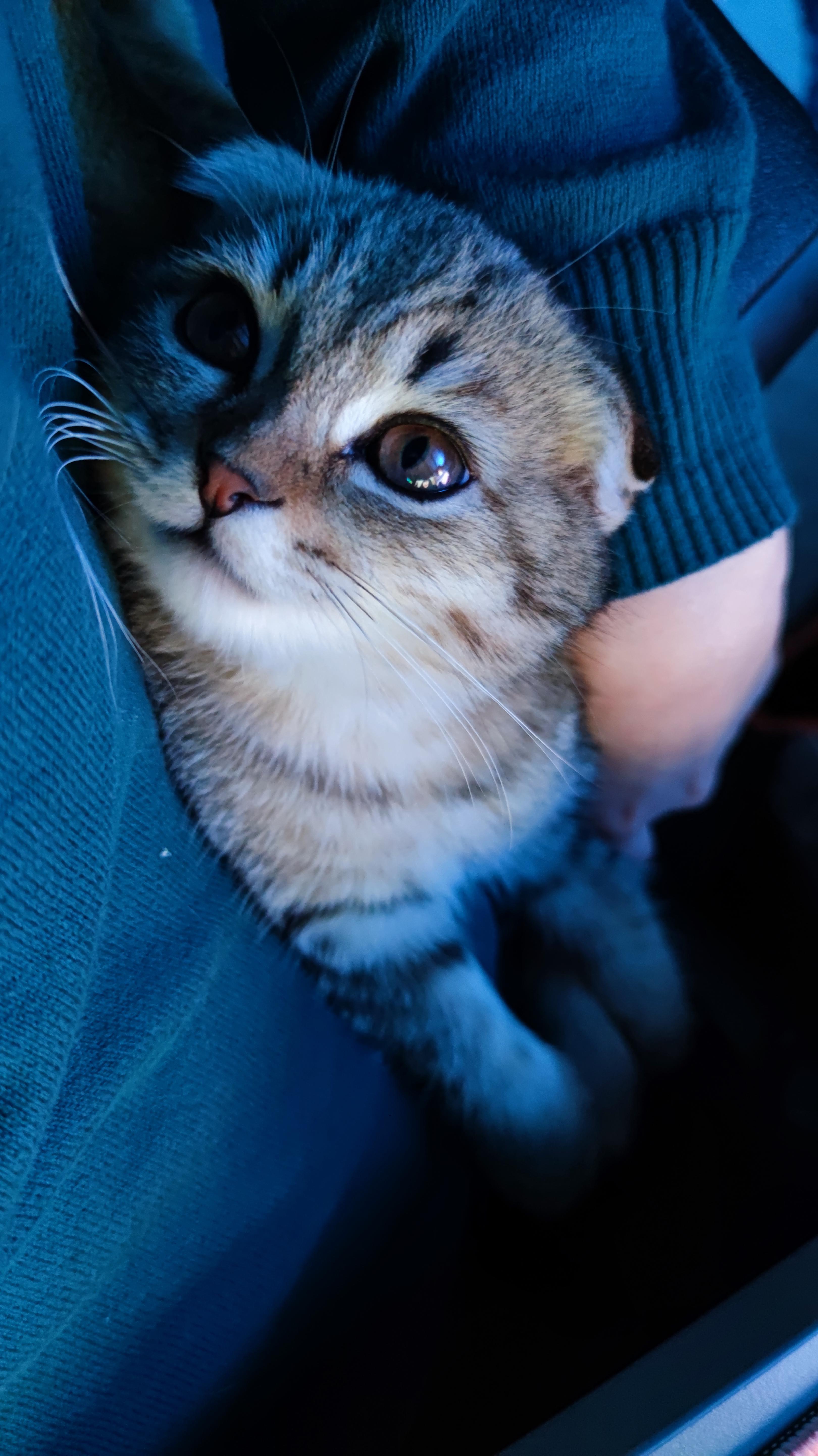 My beautiful boy Leo demanding attention | Scrolller