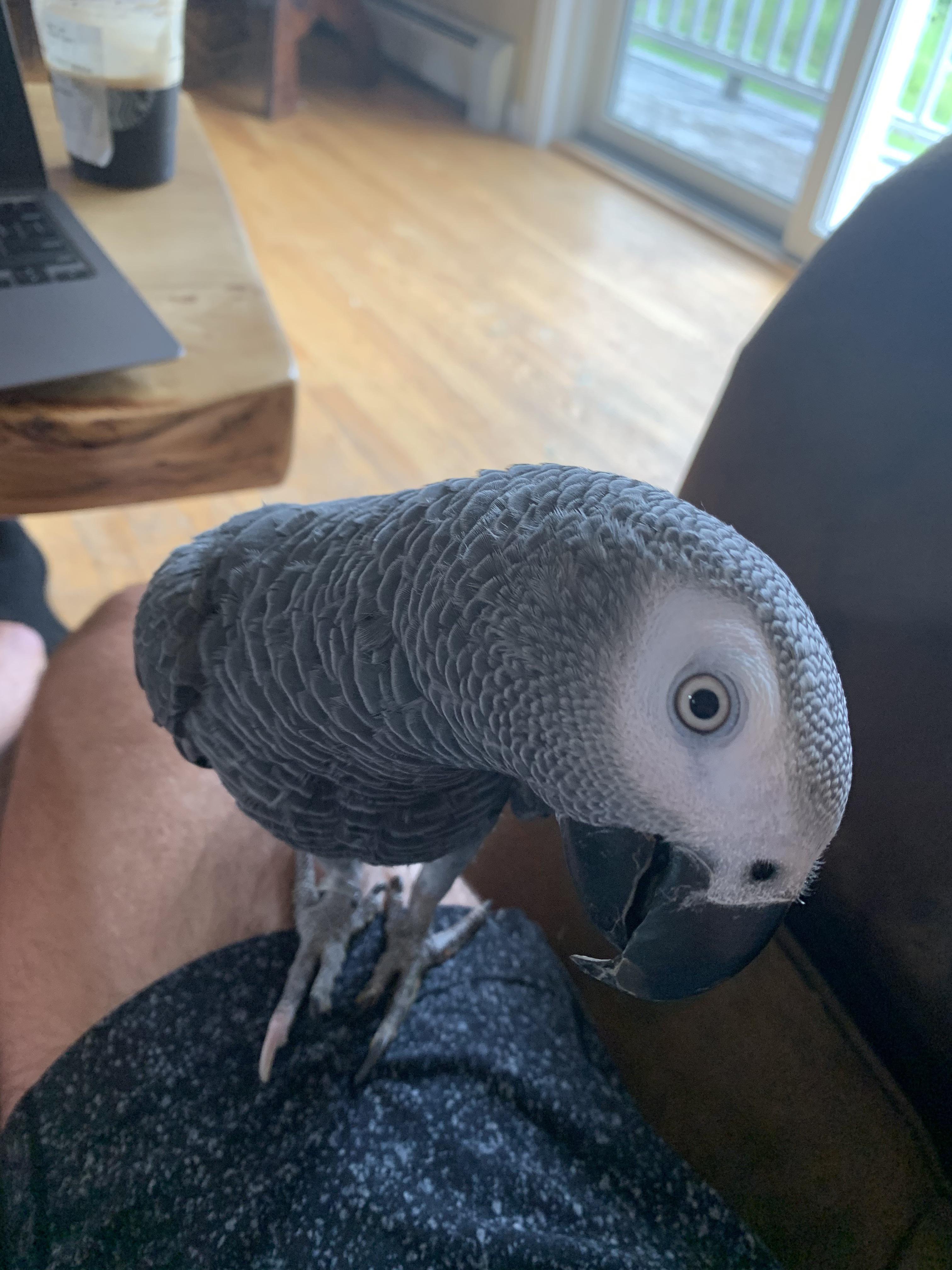 My beautiful boy Otis | Scrolller