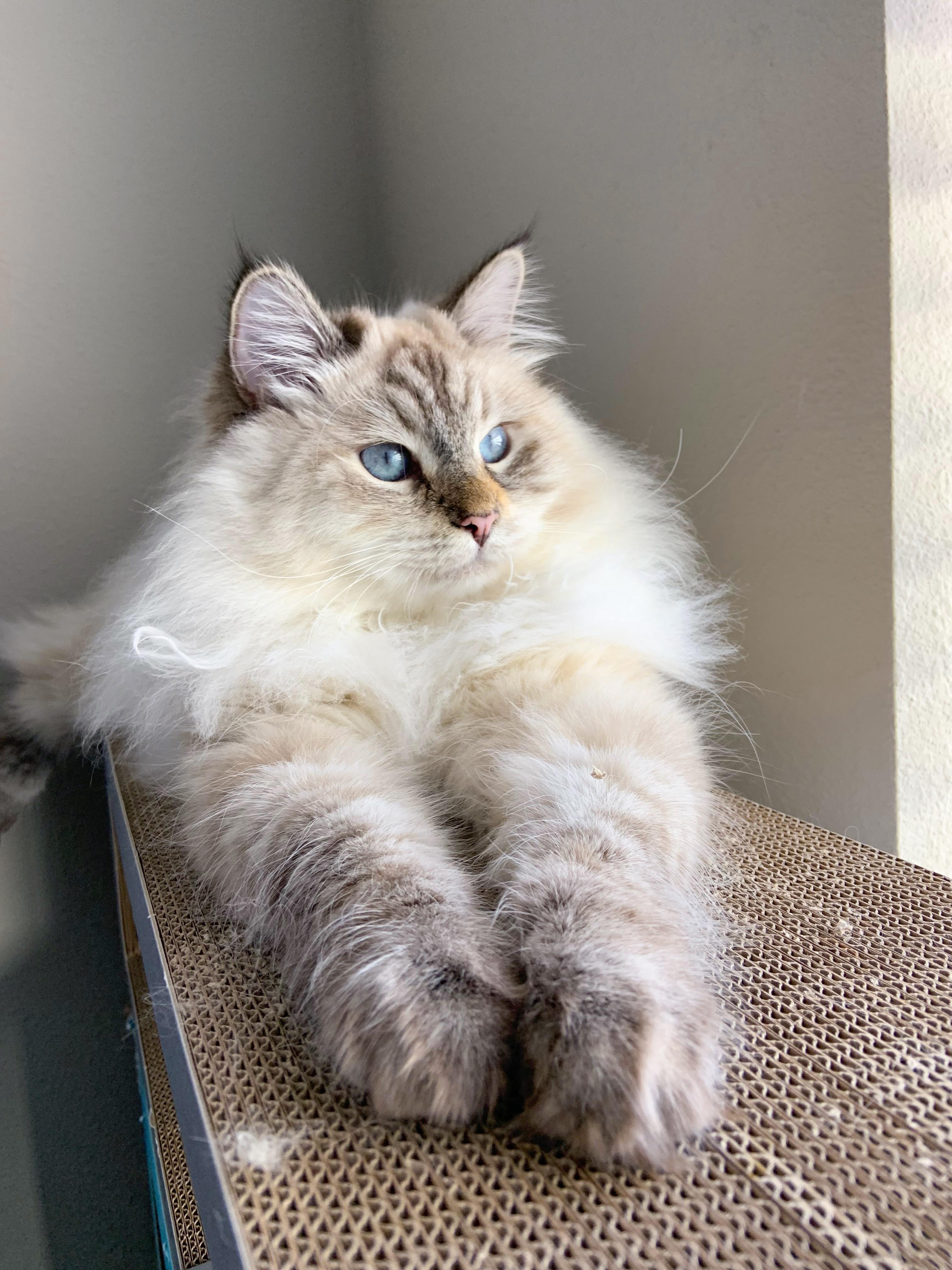 My beautiful floofy girl .. this is Mochi! c: | Scrolller