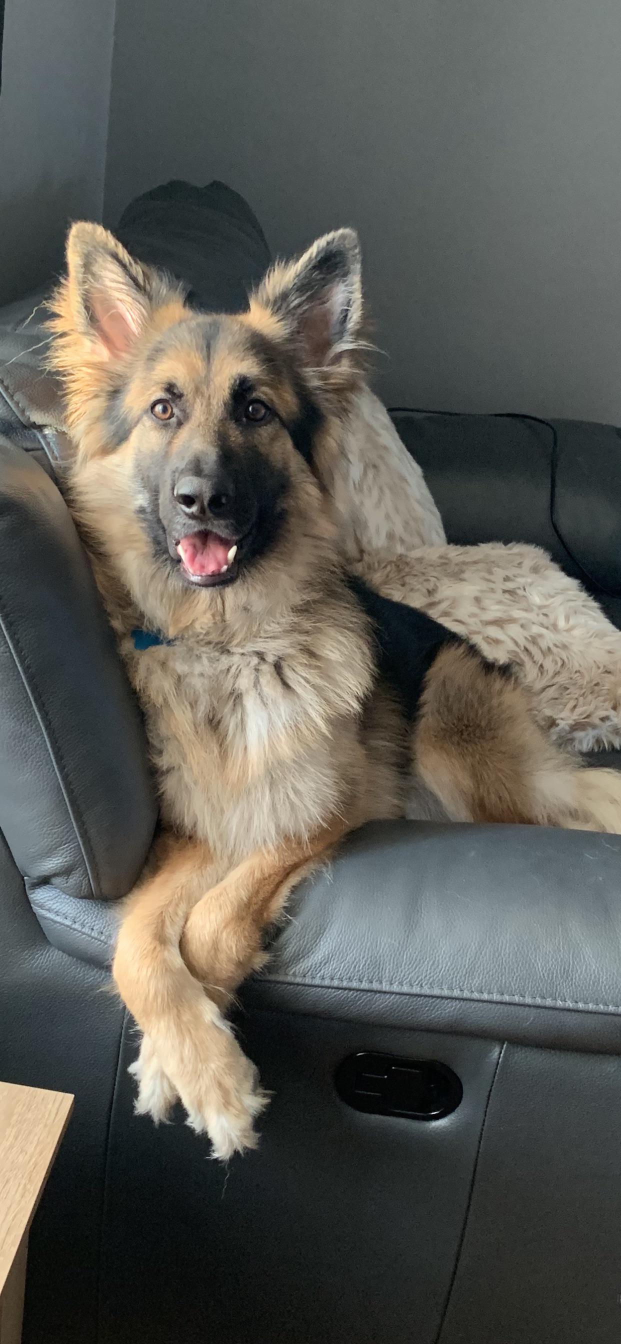 My beautiful german shepherd, Diesel | Scrolller