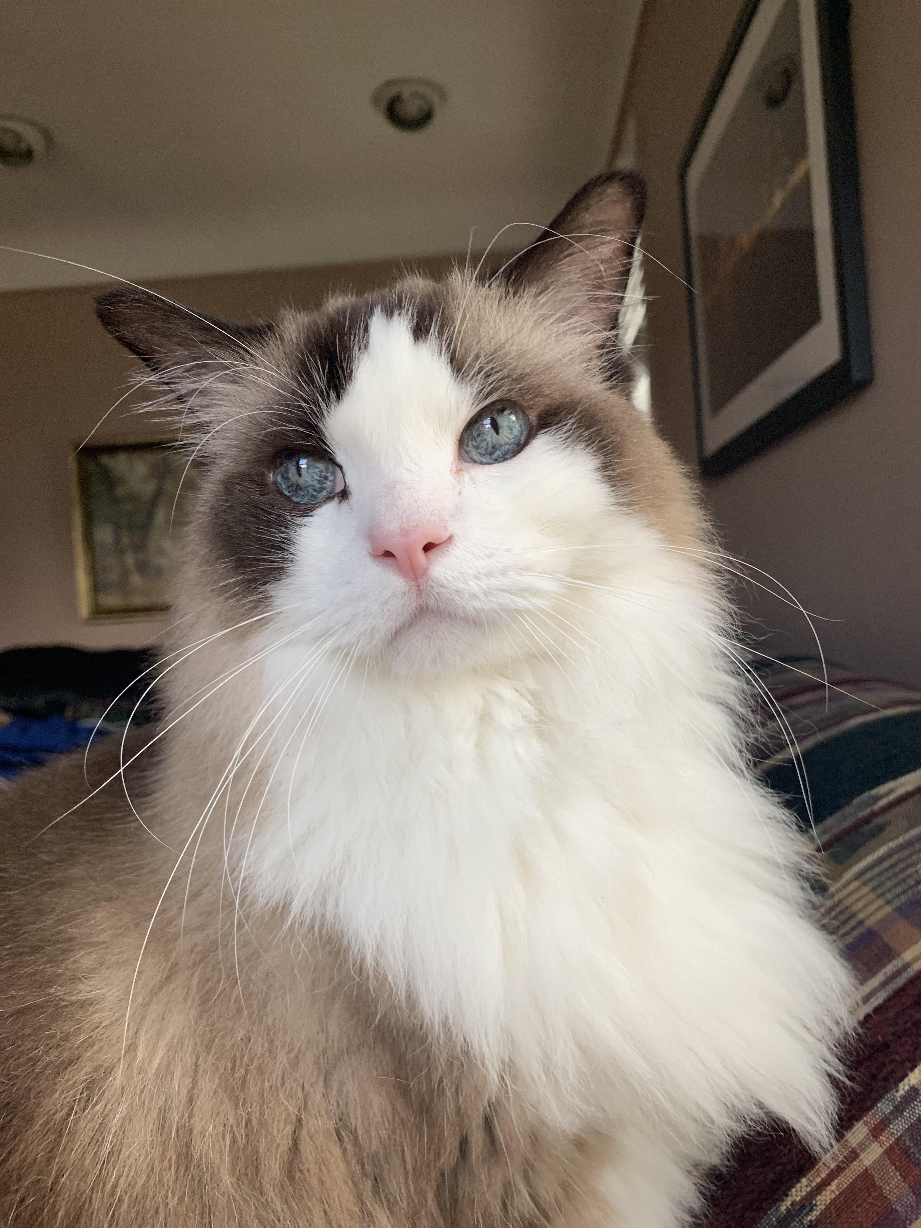 My beautiful grumpy 12 year old | Scrolller