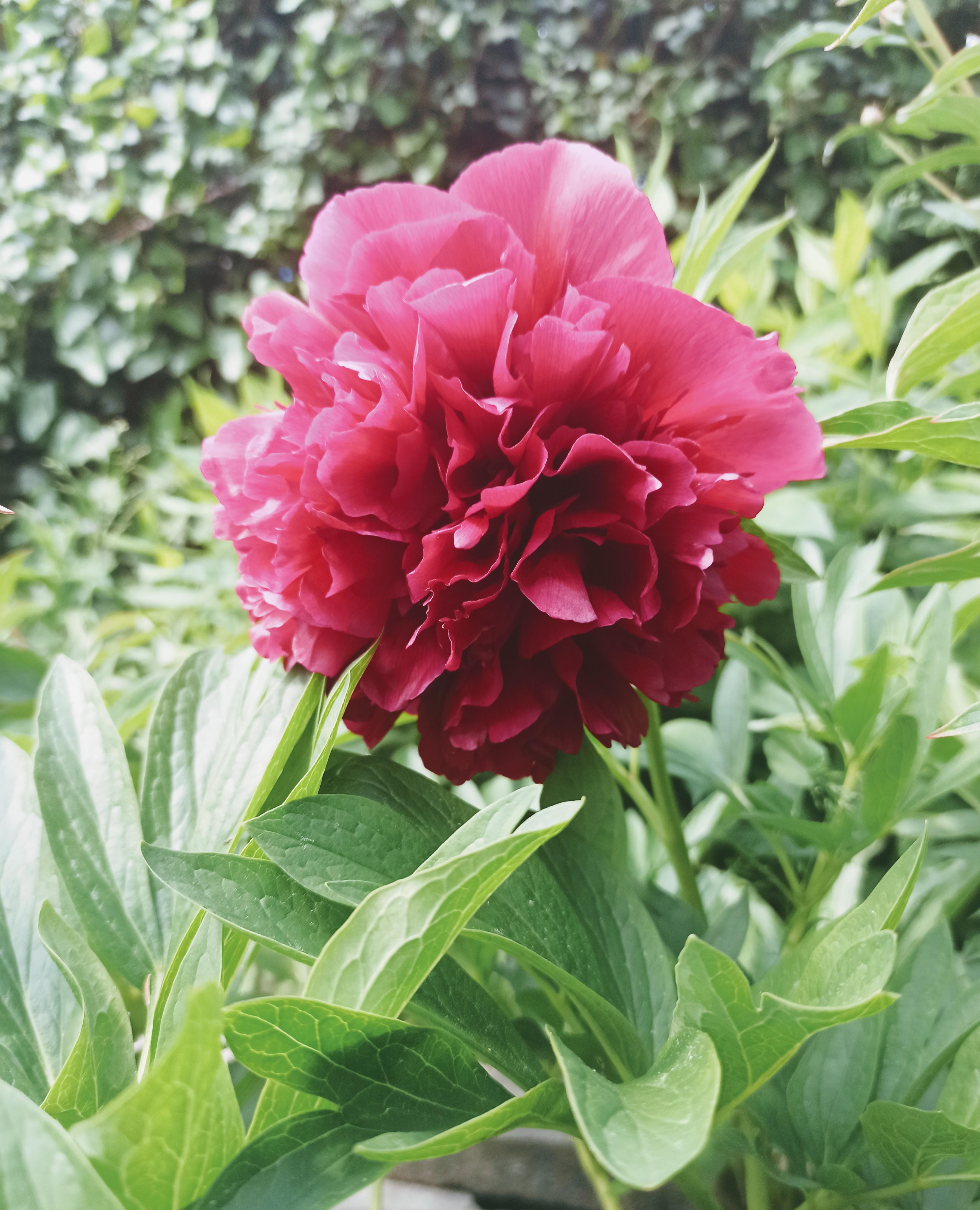 My beautiful Rubra Plena Peony | Scrolller