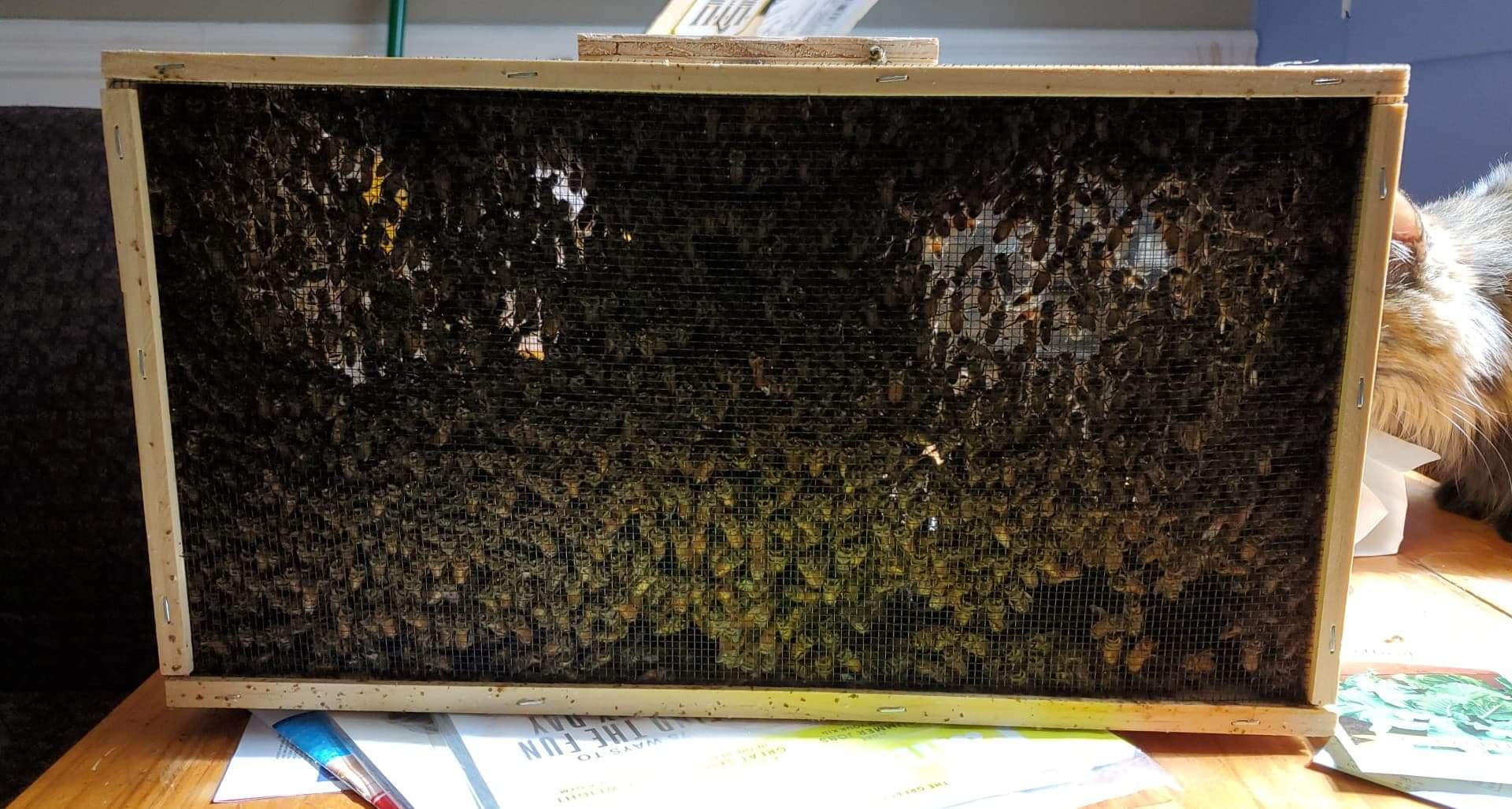 My bees just arrived! | Scrolller