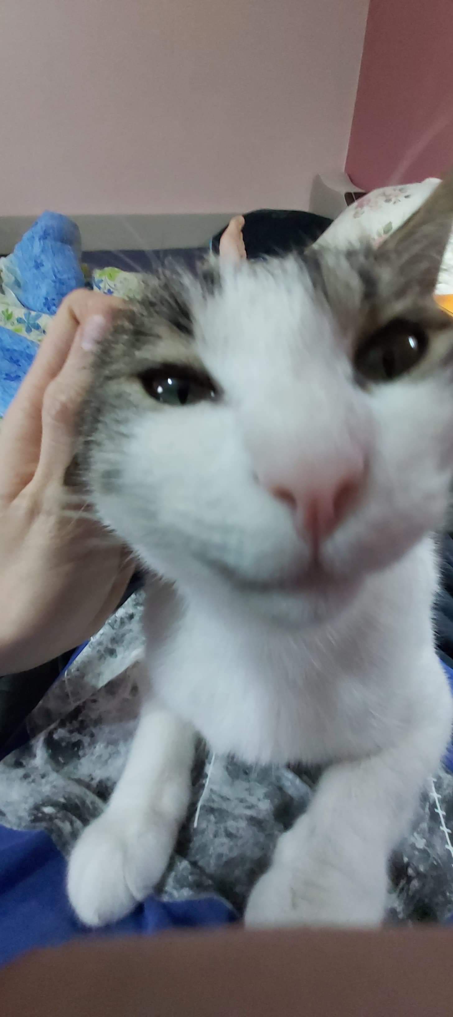 My beloved cat in a snuggle mood | Scrolller