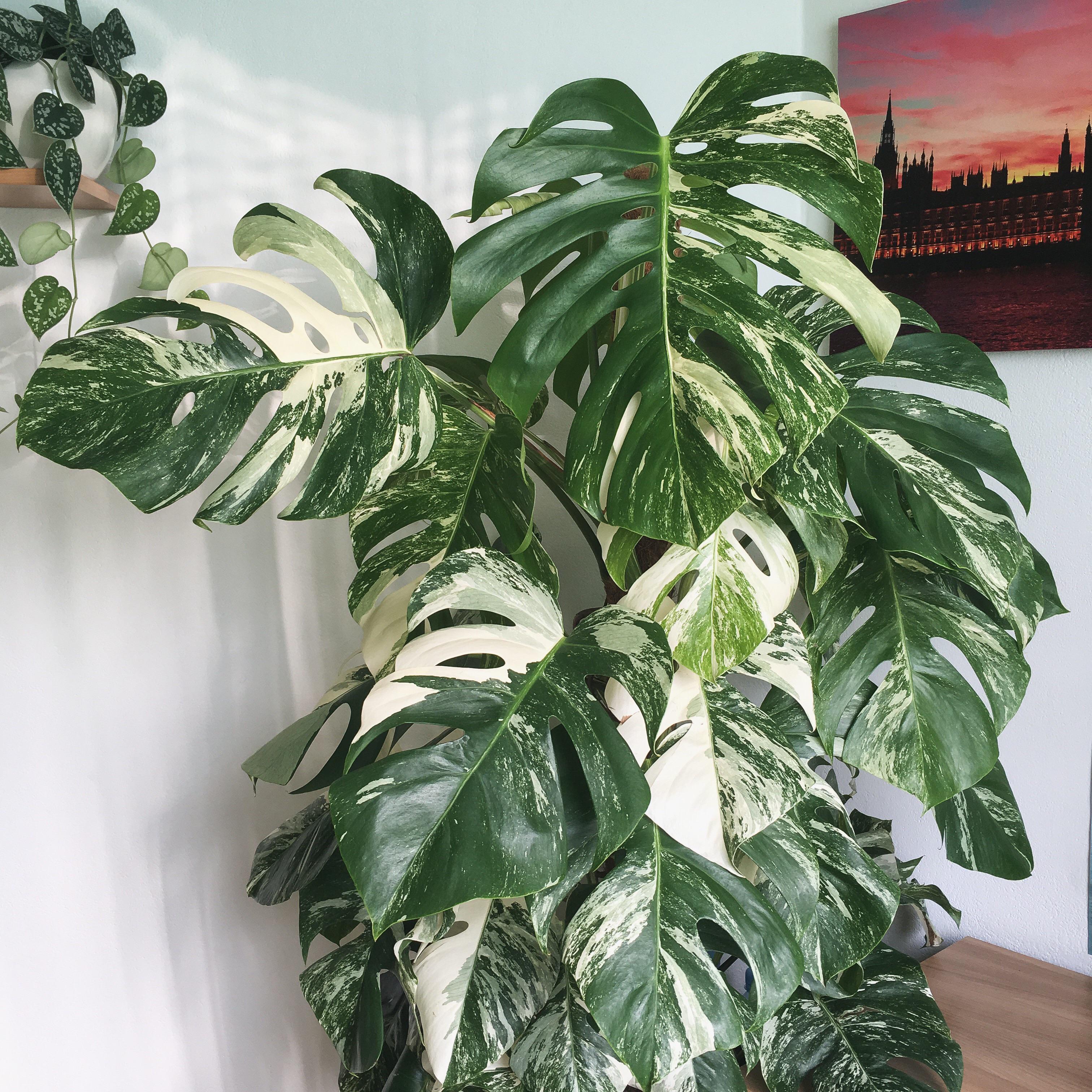 My beloved variegated Monsteras | Scrolller