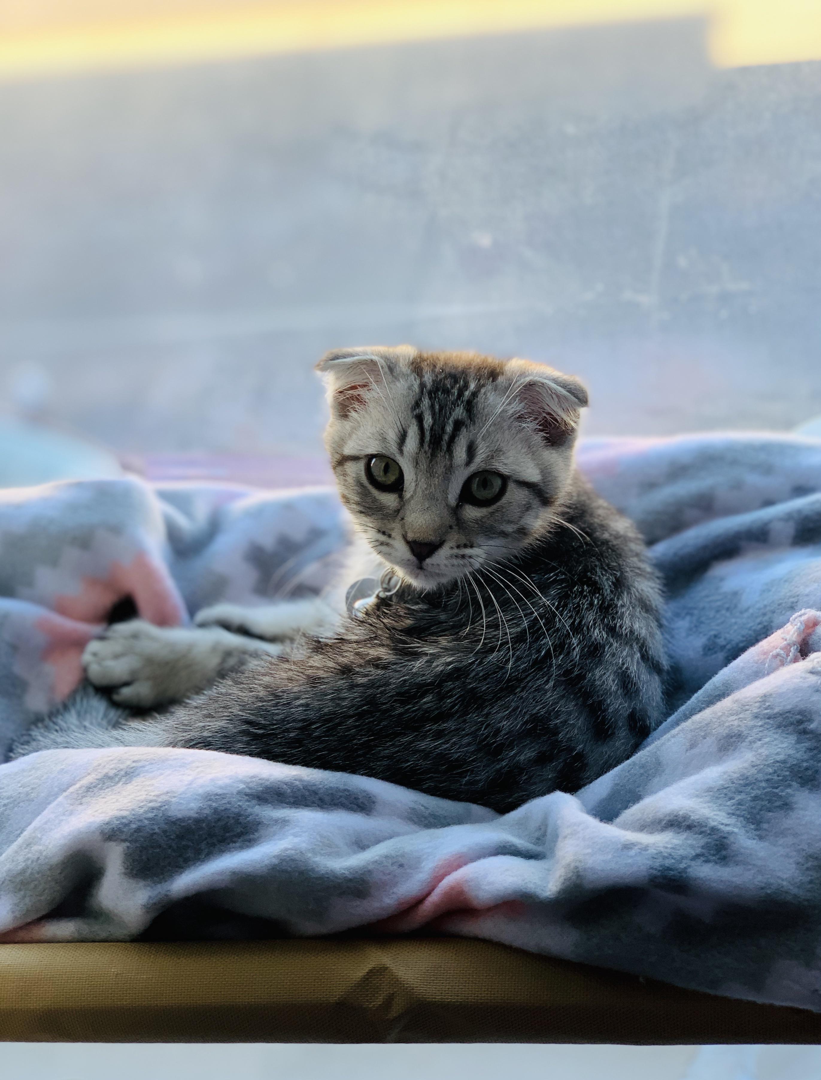My BengalFold Ivy loves sitting in her window hammock.😻 | Scrolller