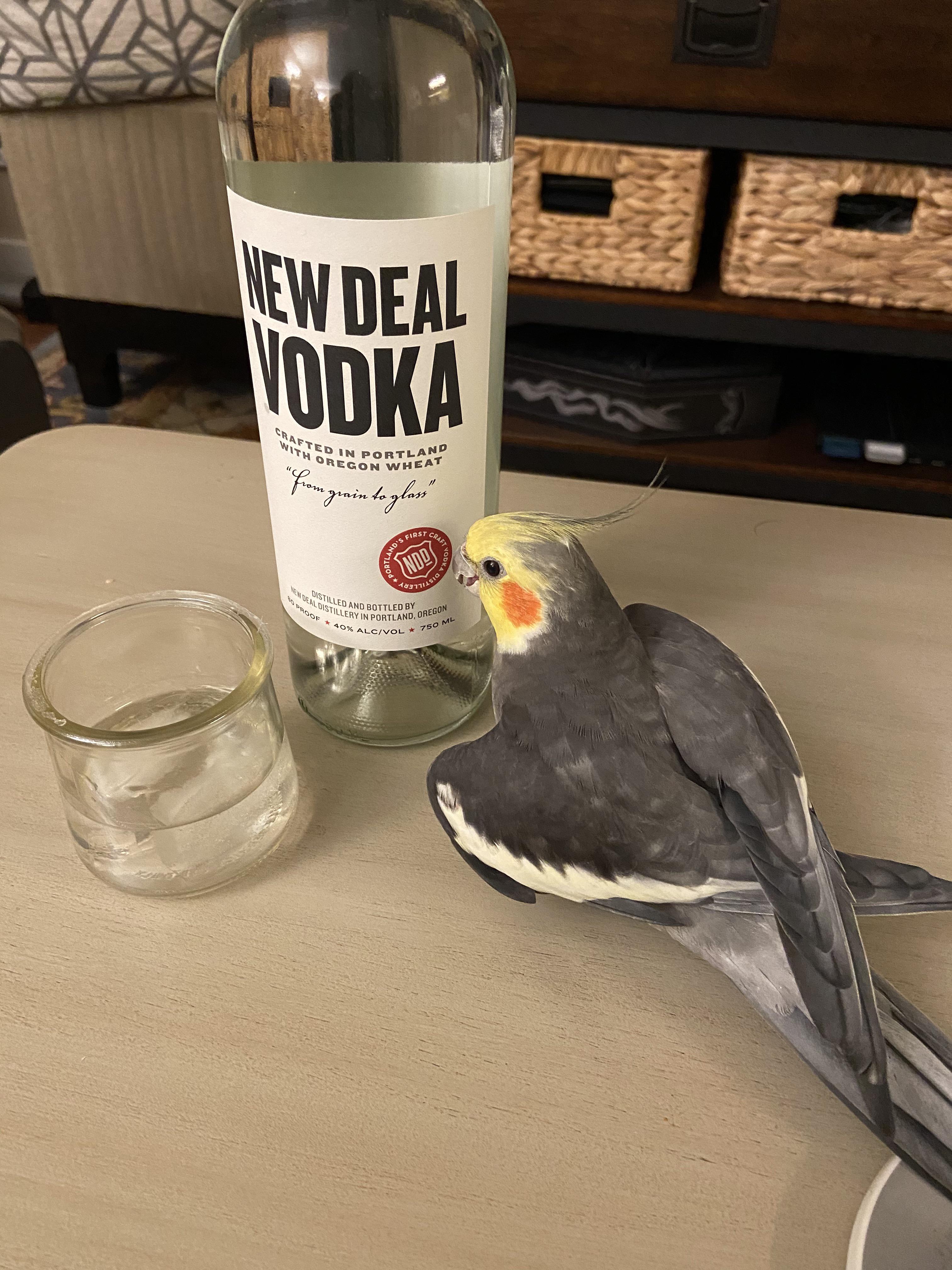 My best boy, Harvey, turned 21! | Scrolller