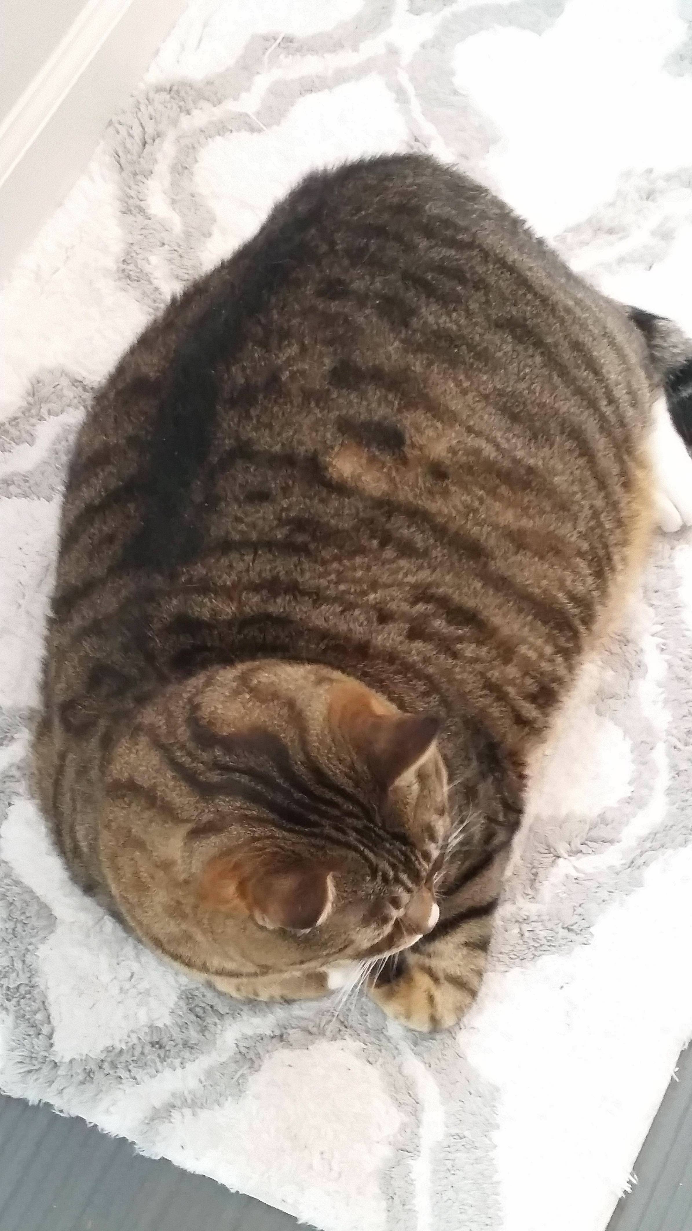 My best friend's fat boi | Scrolller
