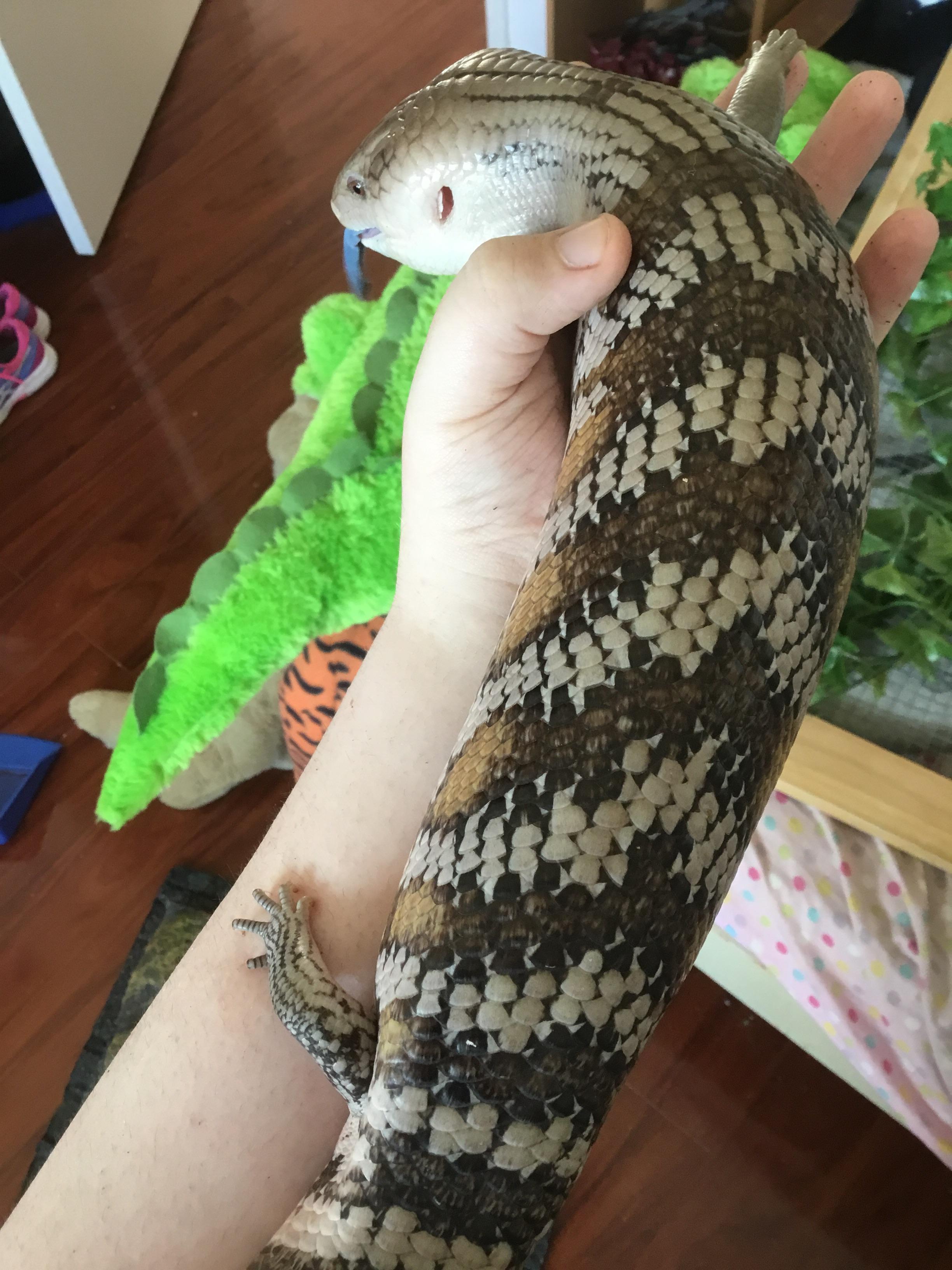 My Big Boy Scrolller 1818
