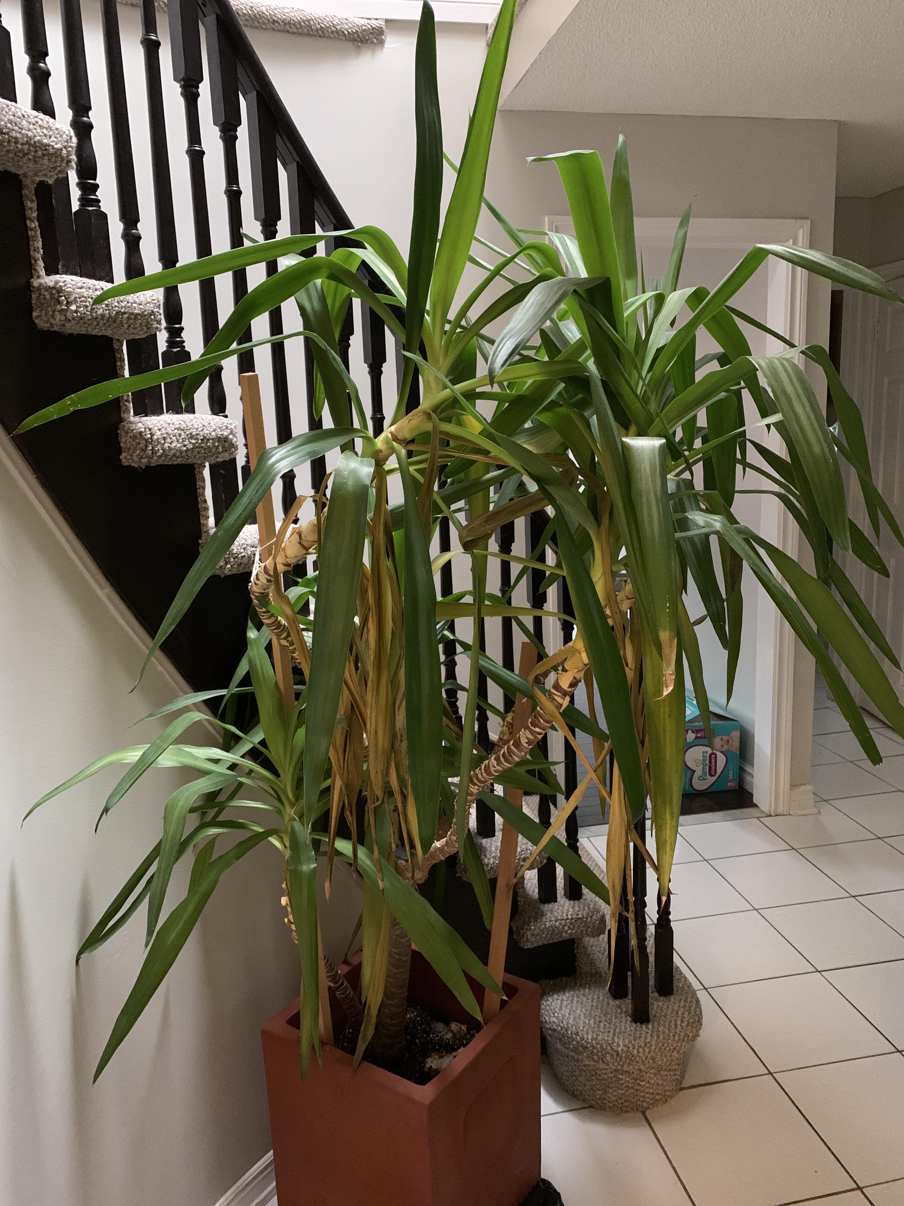 My big plant is dying what can I do to help? | Scrolller
