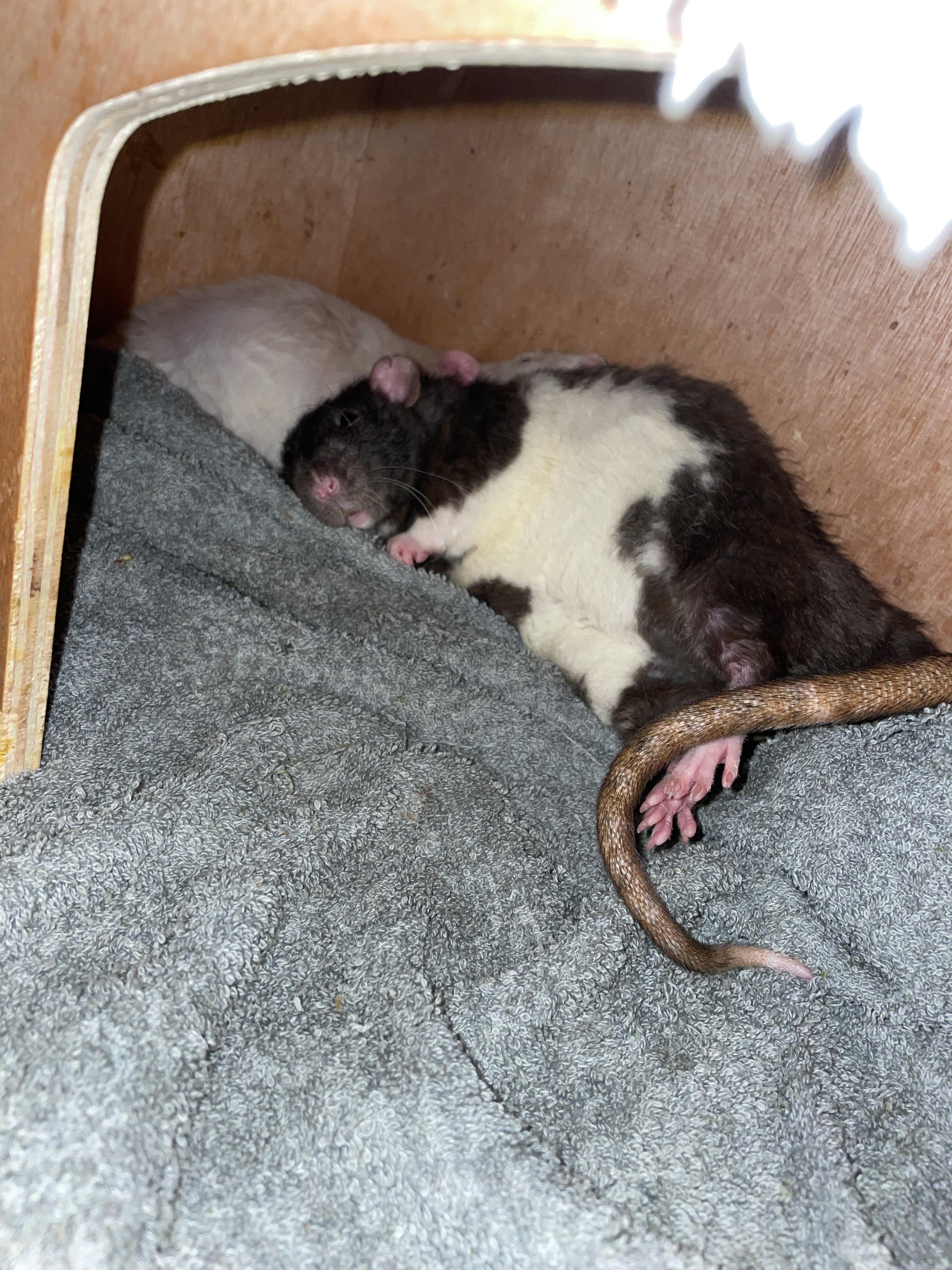 Discover more like RATS: My biggins and Related Content | Scrolller