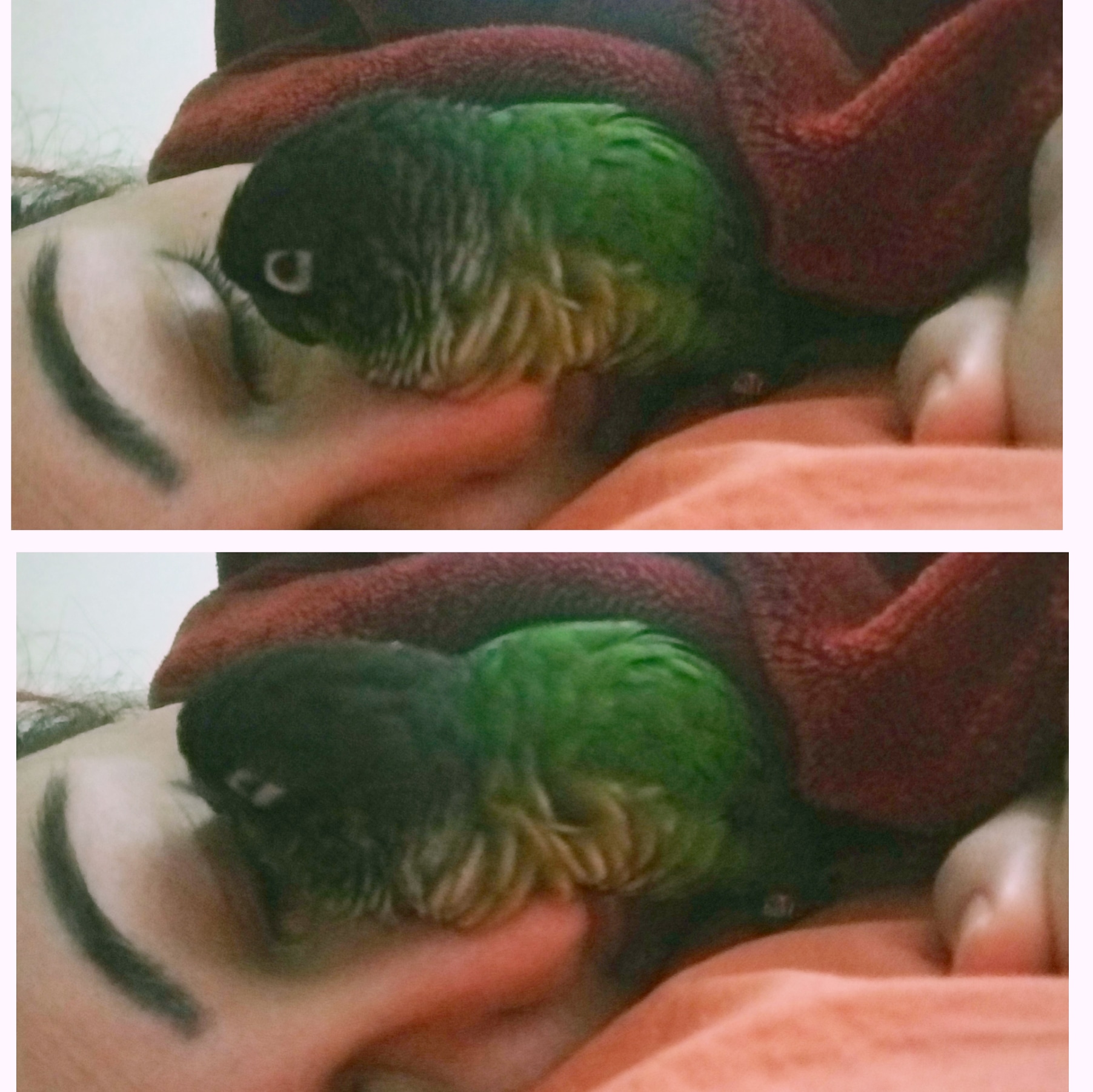 My bird snuggles on my face in bed with me every morning. I love him more than anything. | Scrolller