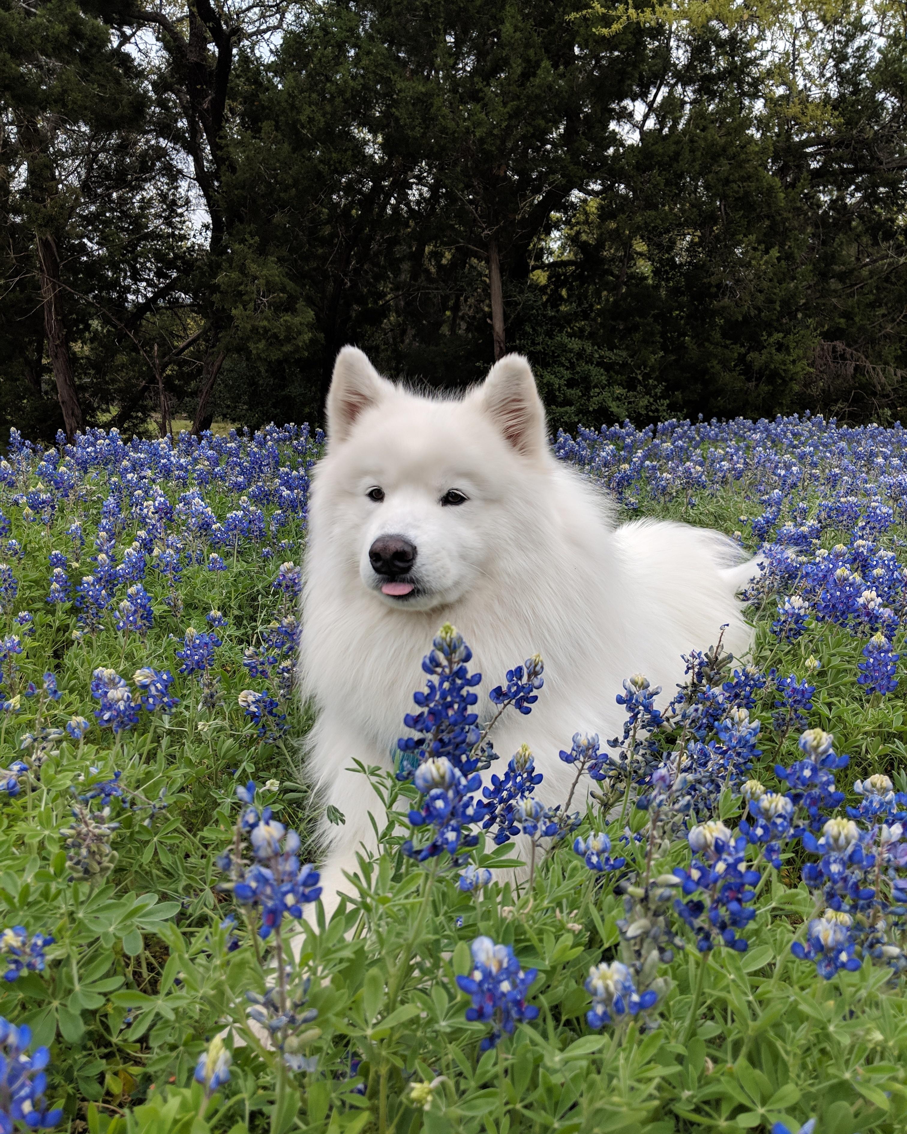 My Bluebonnet King. | Scrolller
