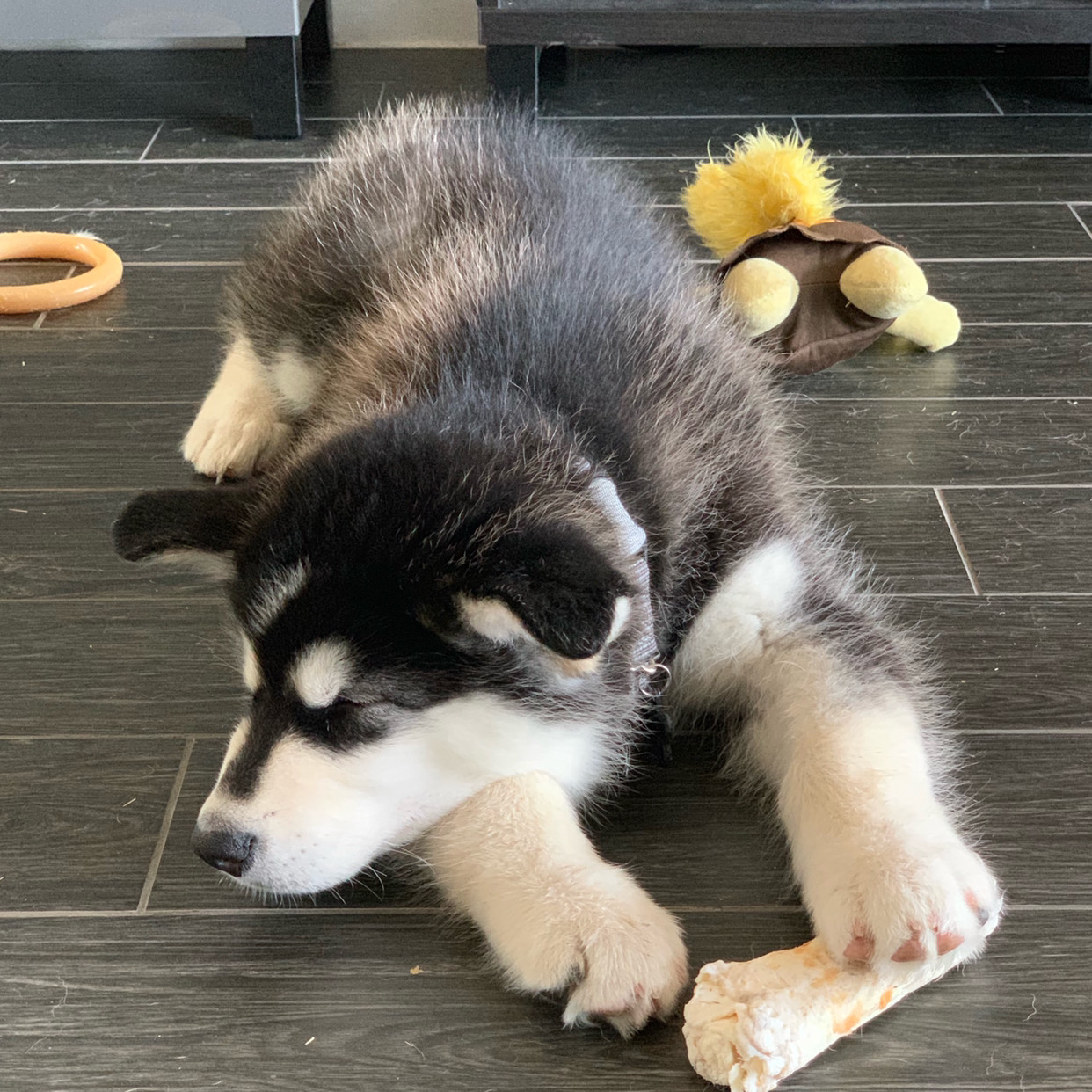 “My bone.” | Scrolller