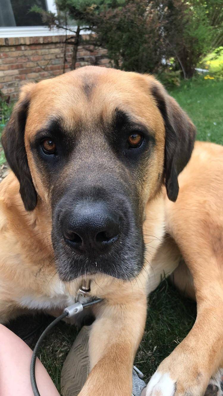 My boy, Bear! | Scrolller