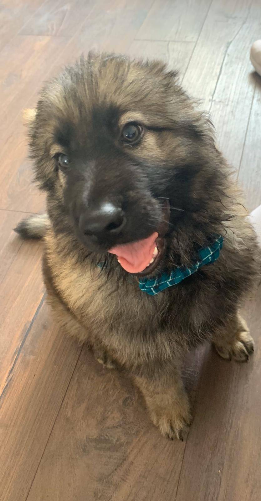 My boy Cerberus, 8 weeks | Scrolller