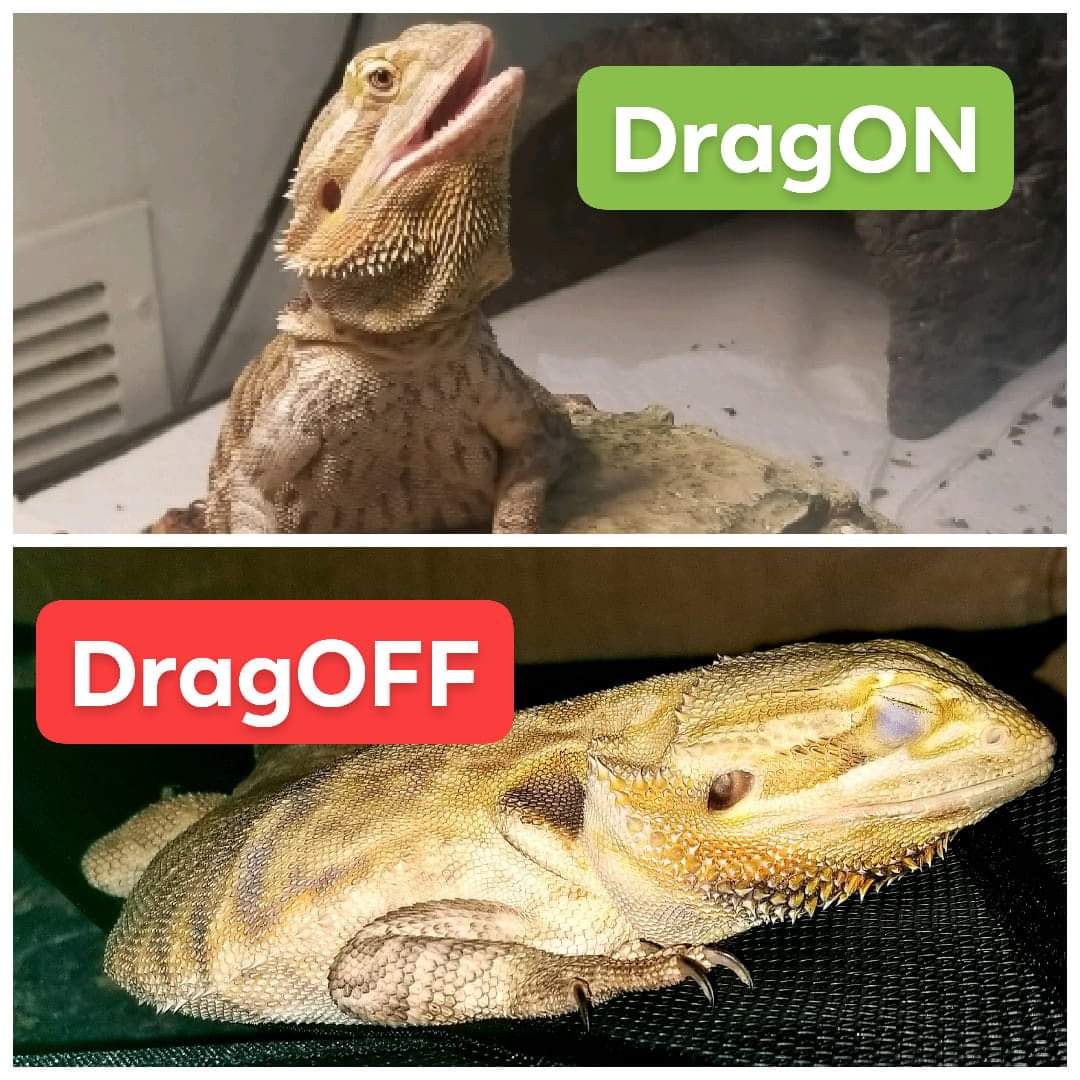 My boy Data | Scrolller