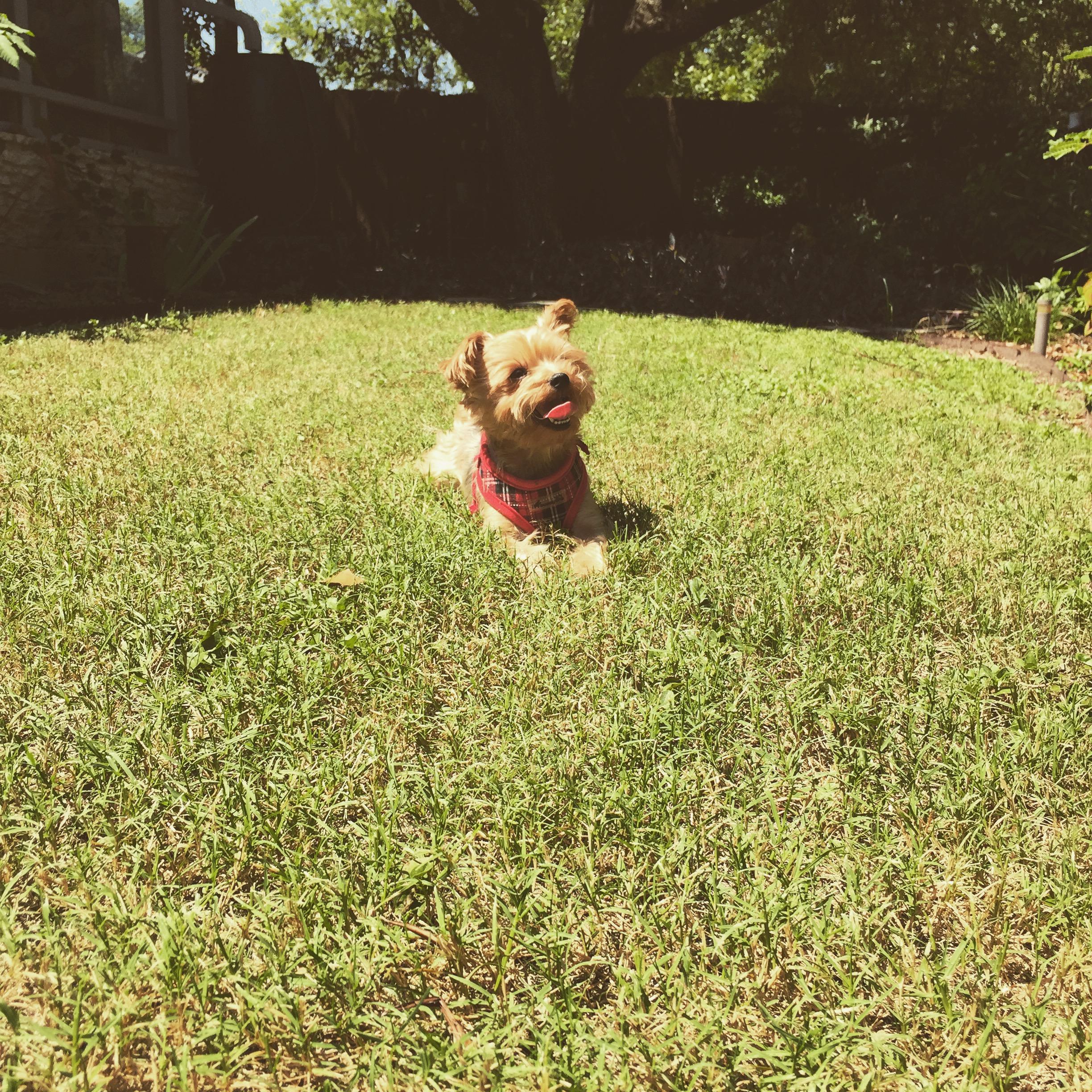 My boy, doug, Catching some Rays | Scrolller