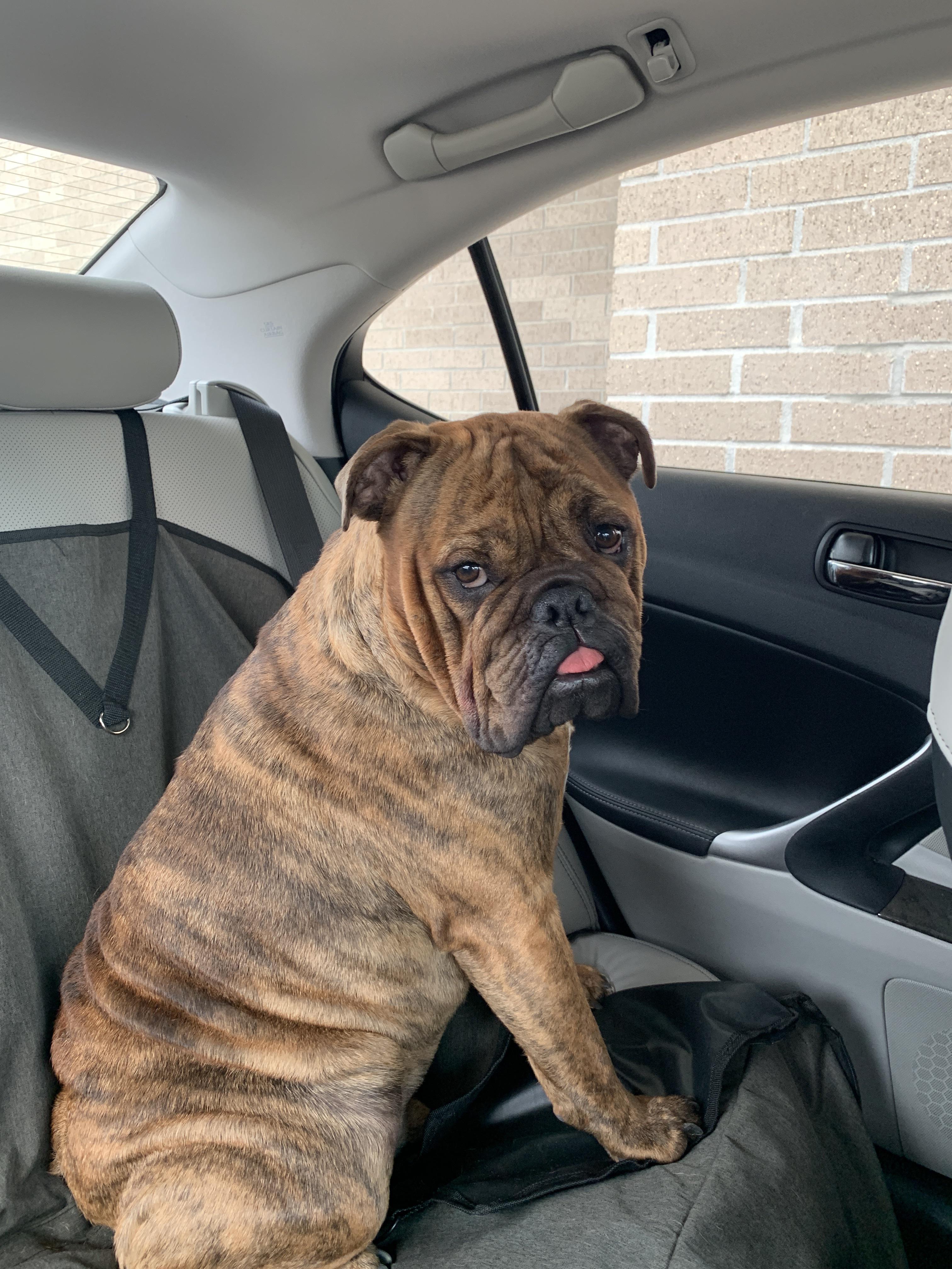 My boy Hank | Scrolller