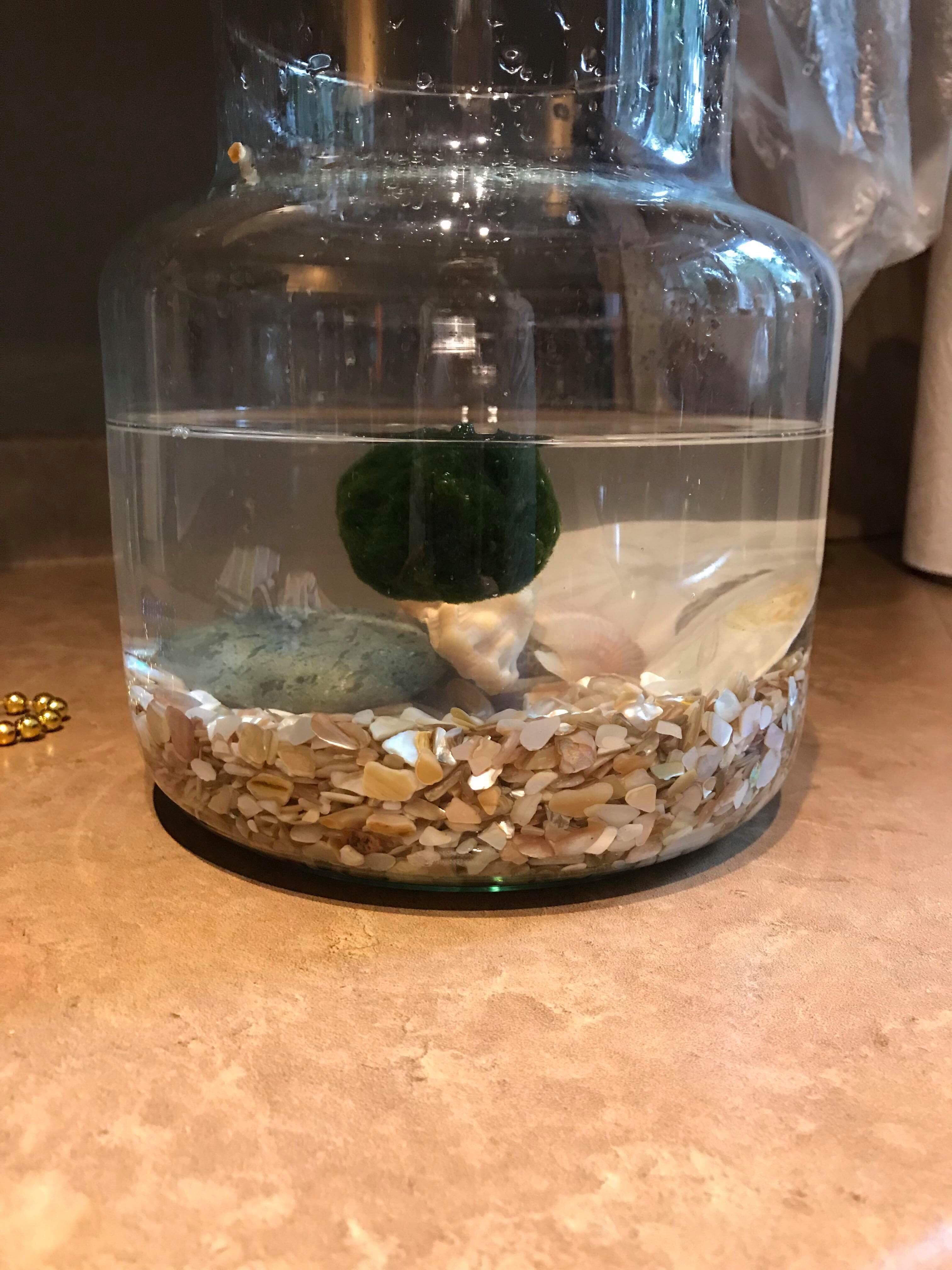 my boy having a float after a water change | Scrolller