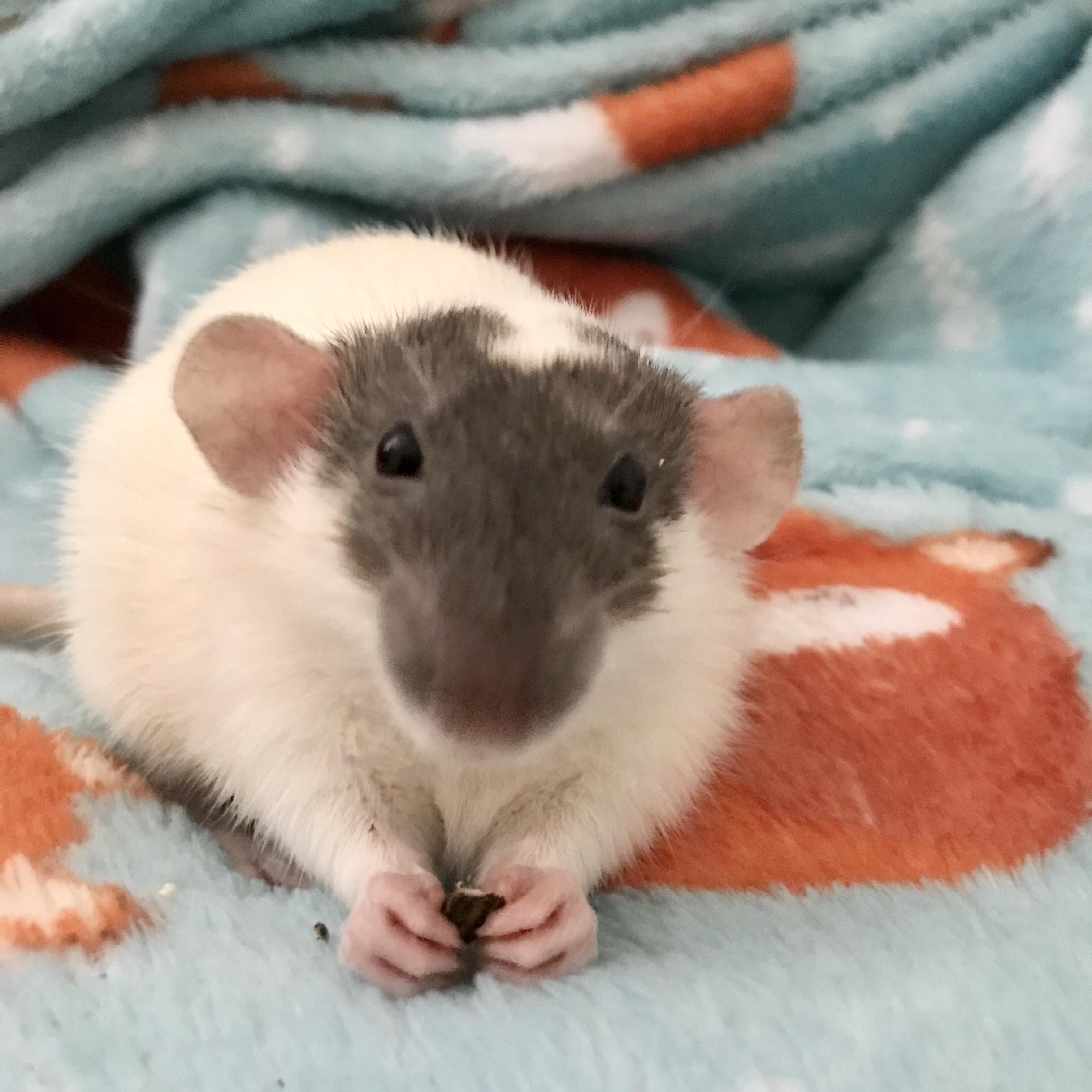 My boy Linus enjoying his seed | Scrolller