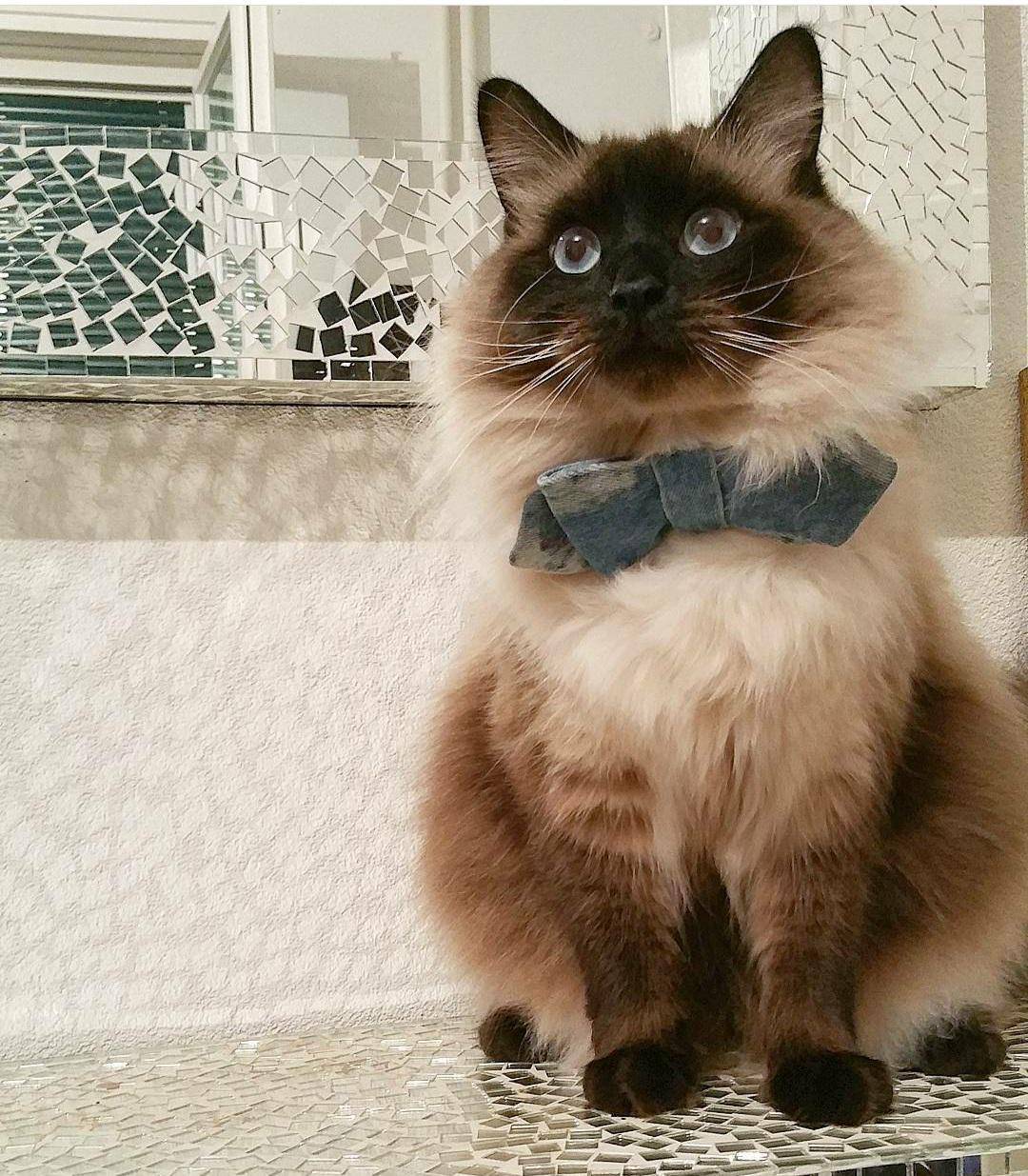 My boy looking dapper in his new denim bowtie | Scrolller